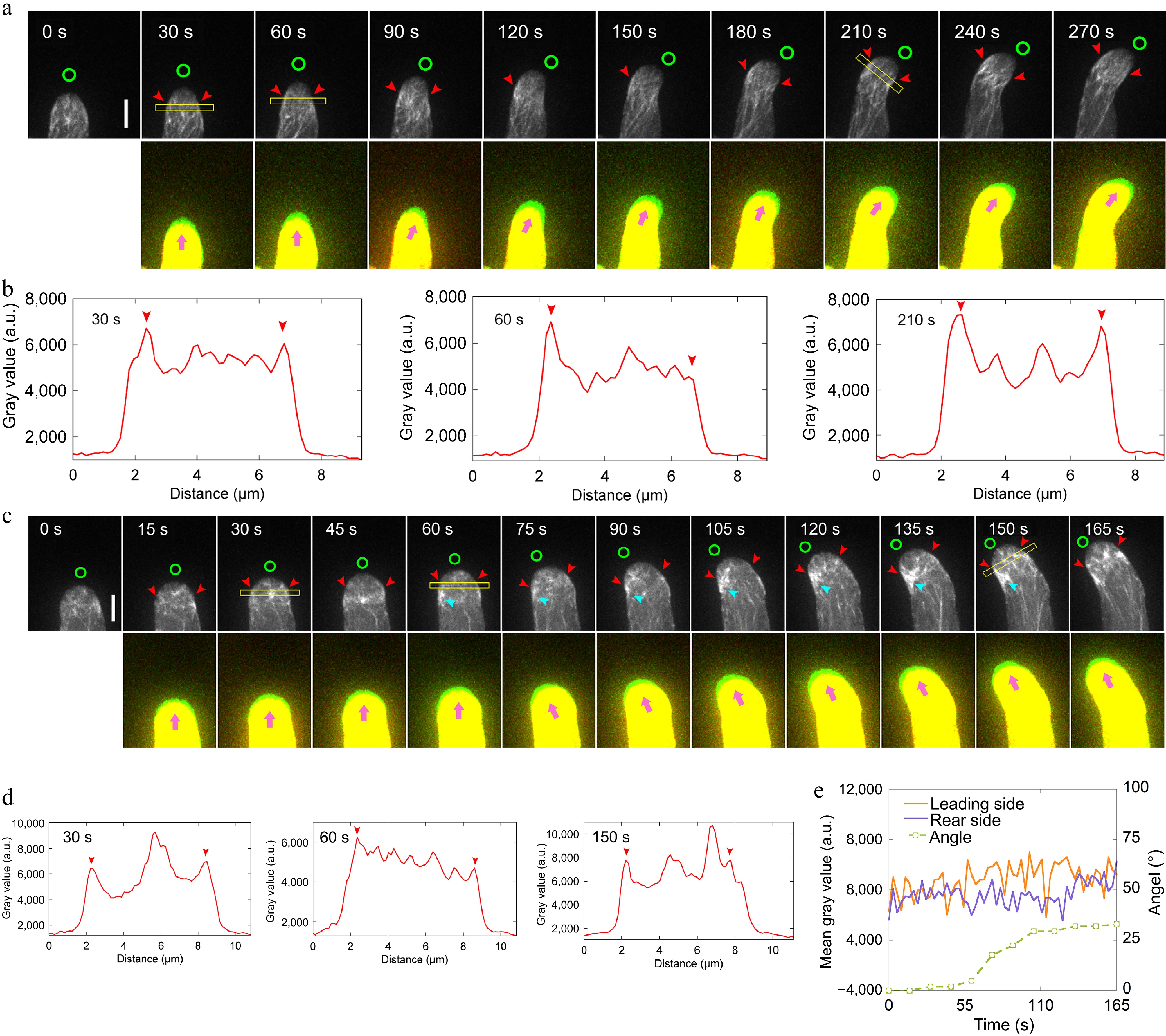 Arabidopsis actin-depolymerizing factor10 depolymerizes apical actin ...