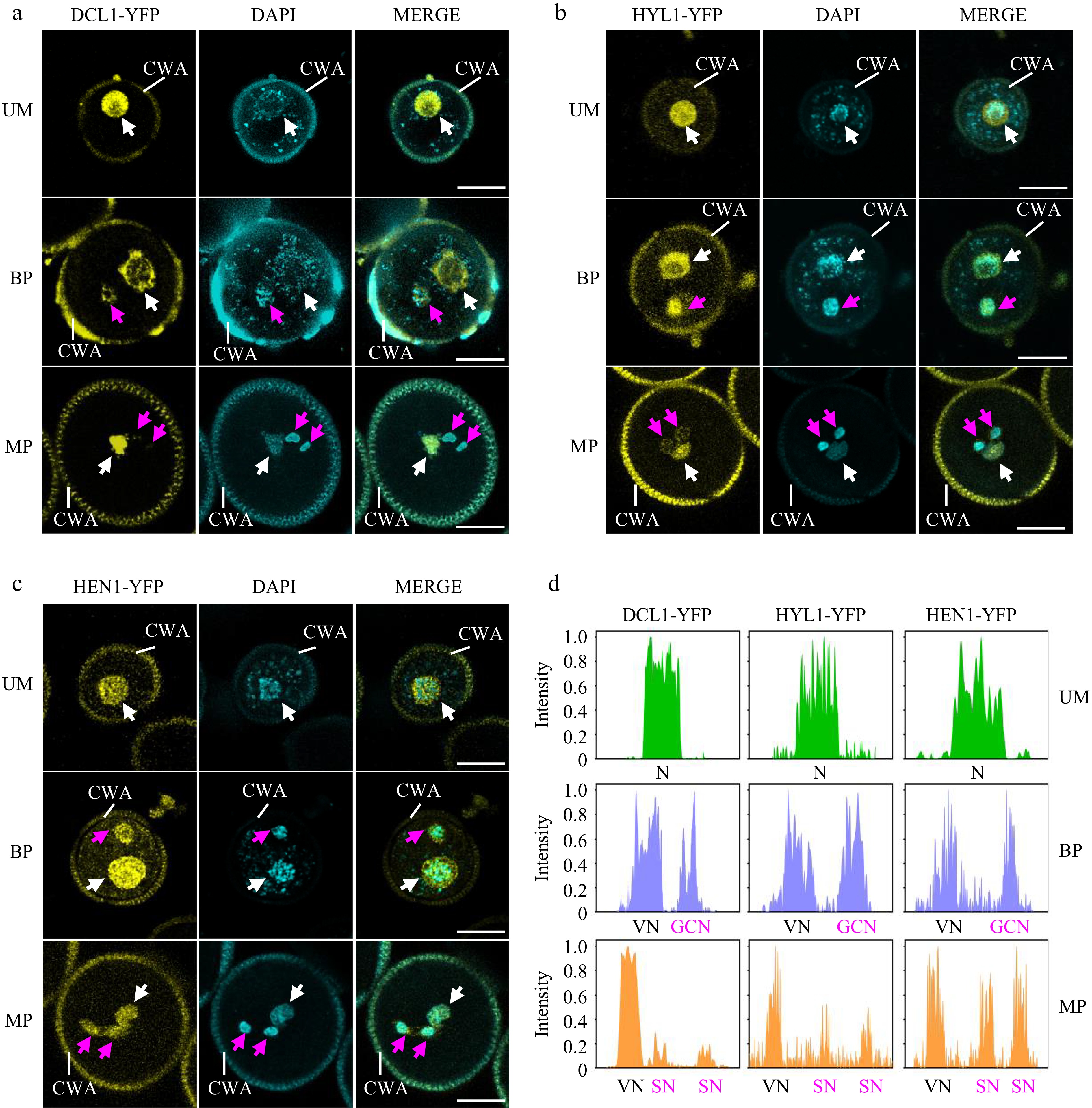 Paternal miRNA biogenesis contributes to seed development in Arabidopsis