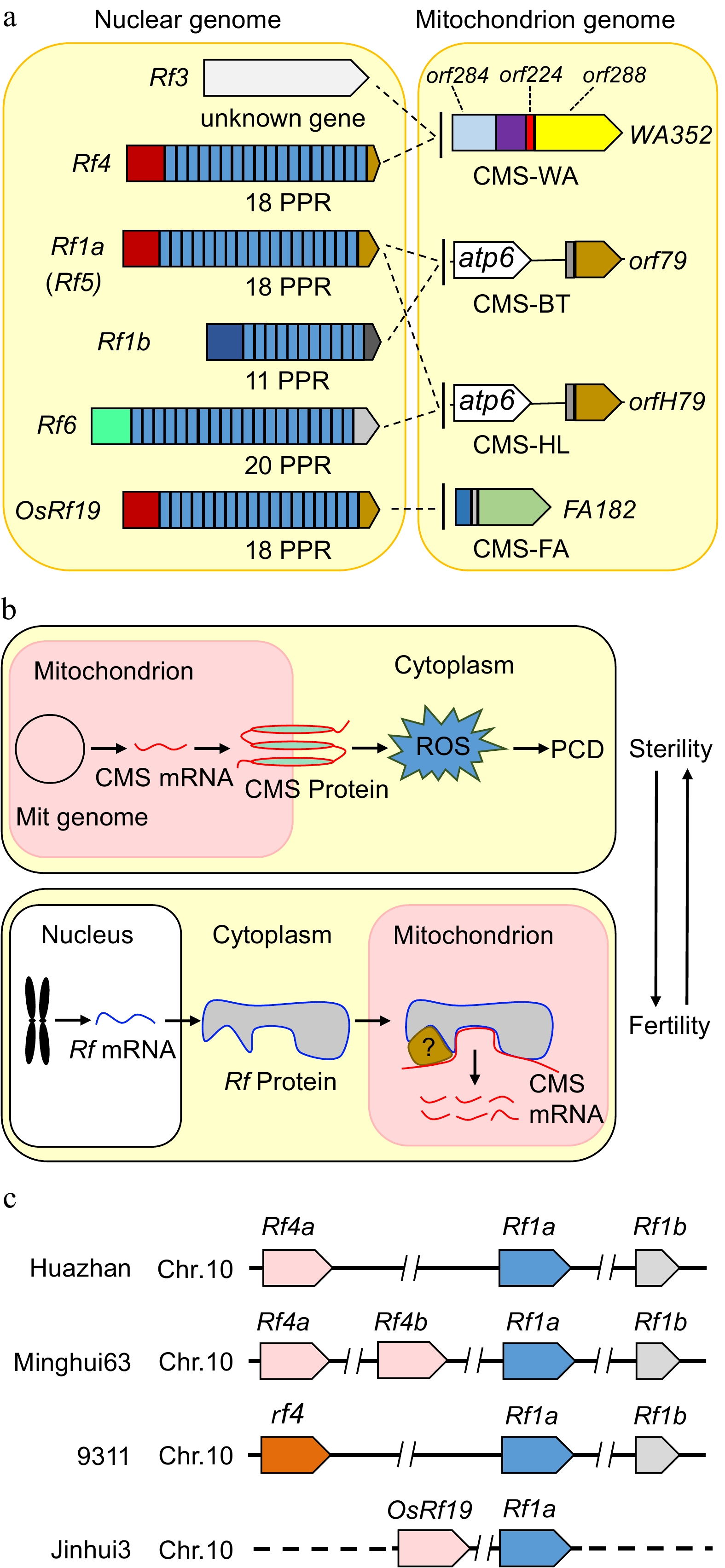 Exploiting male sterility toward the development of hybrid rice