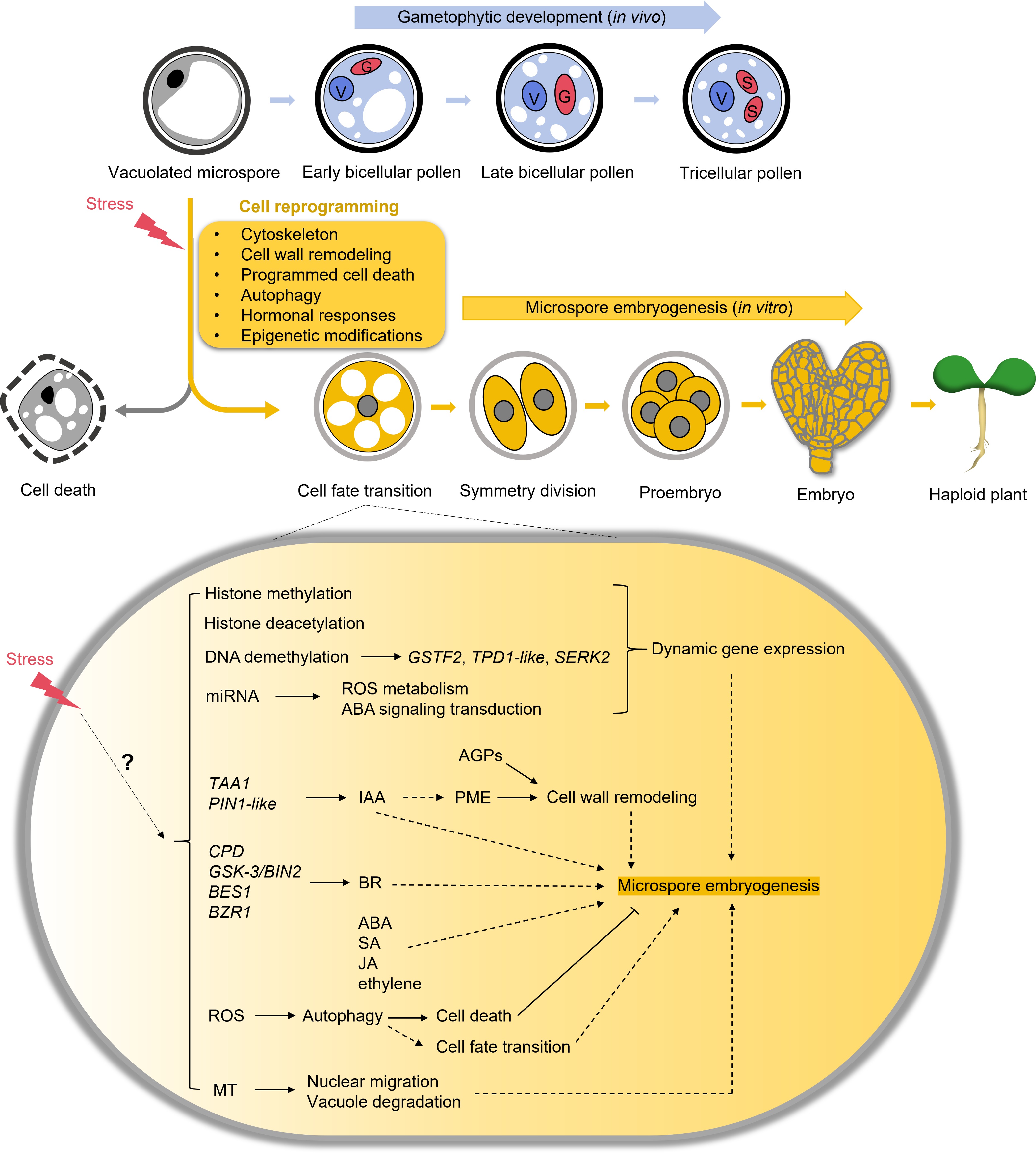 Microspore embryogenesis in vitro cultivation induced cell ...