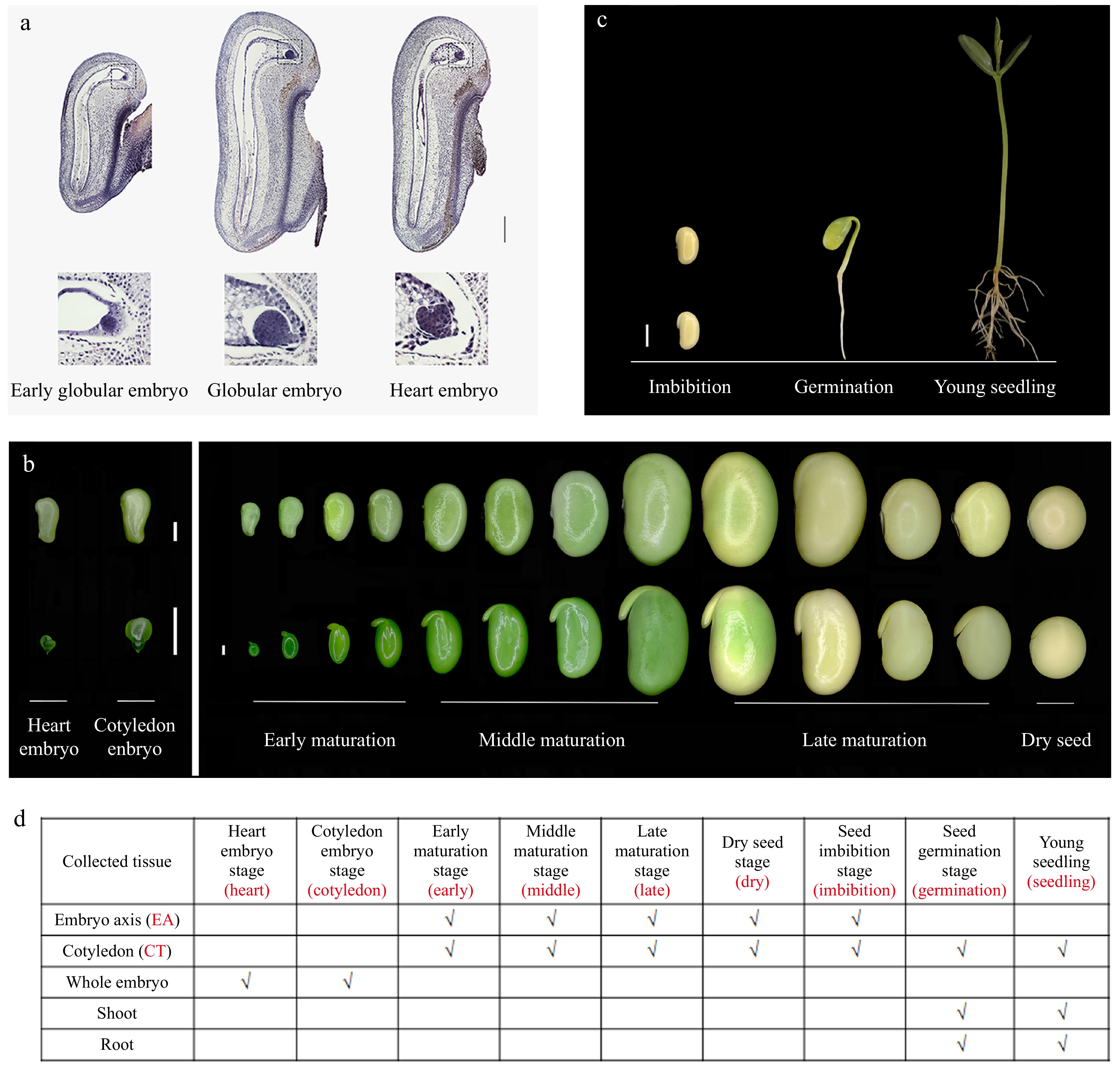 Transcriptional atlas for embryo development in soybean