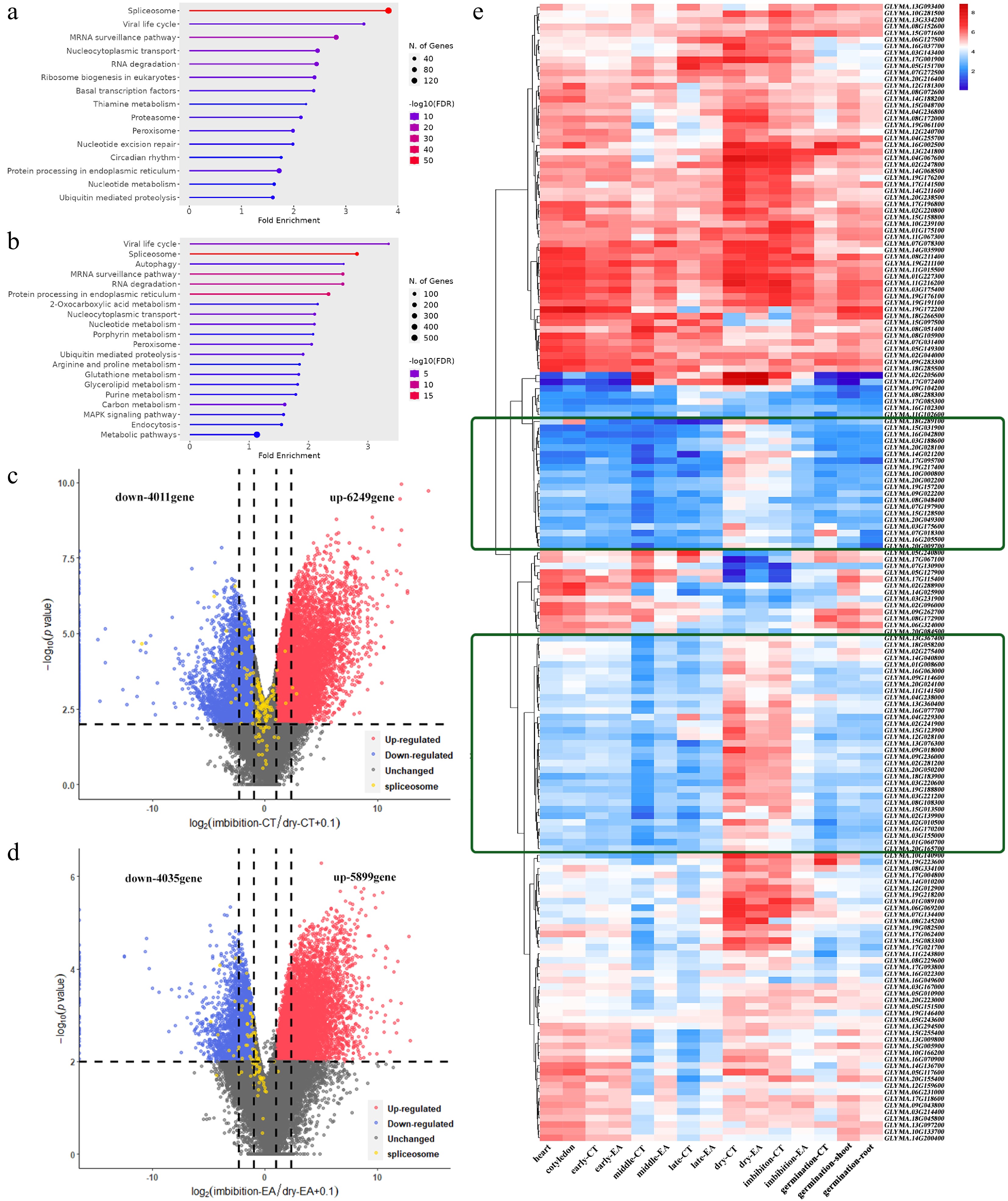 Transcriptional atlas for embryo development in soybean