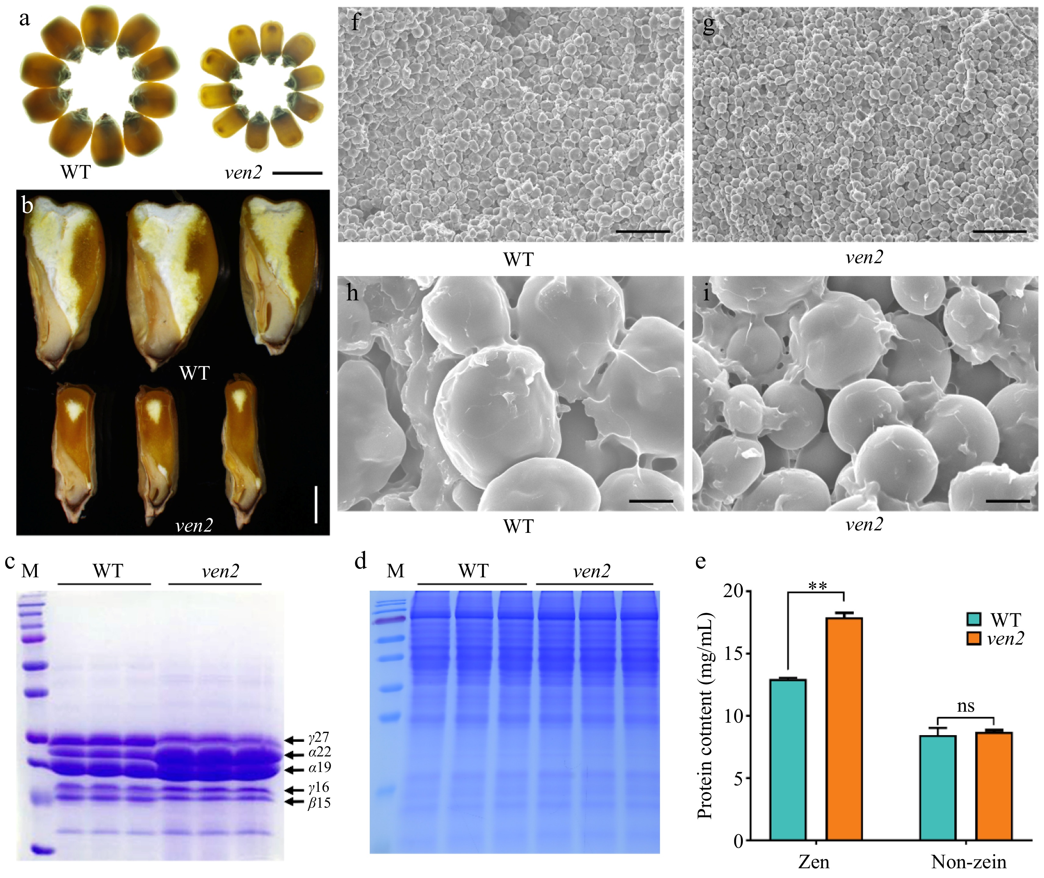 Sucrose signaling regulates storage protein synthesis in maize endosperm