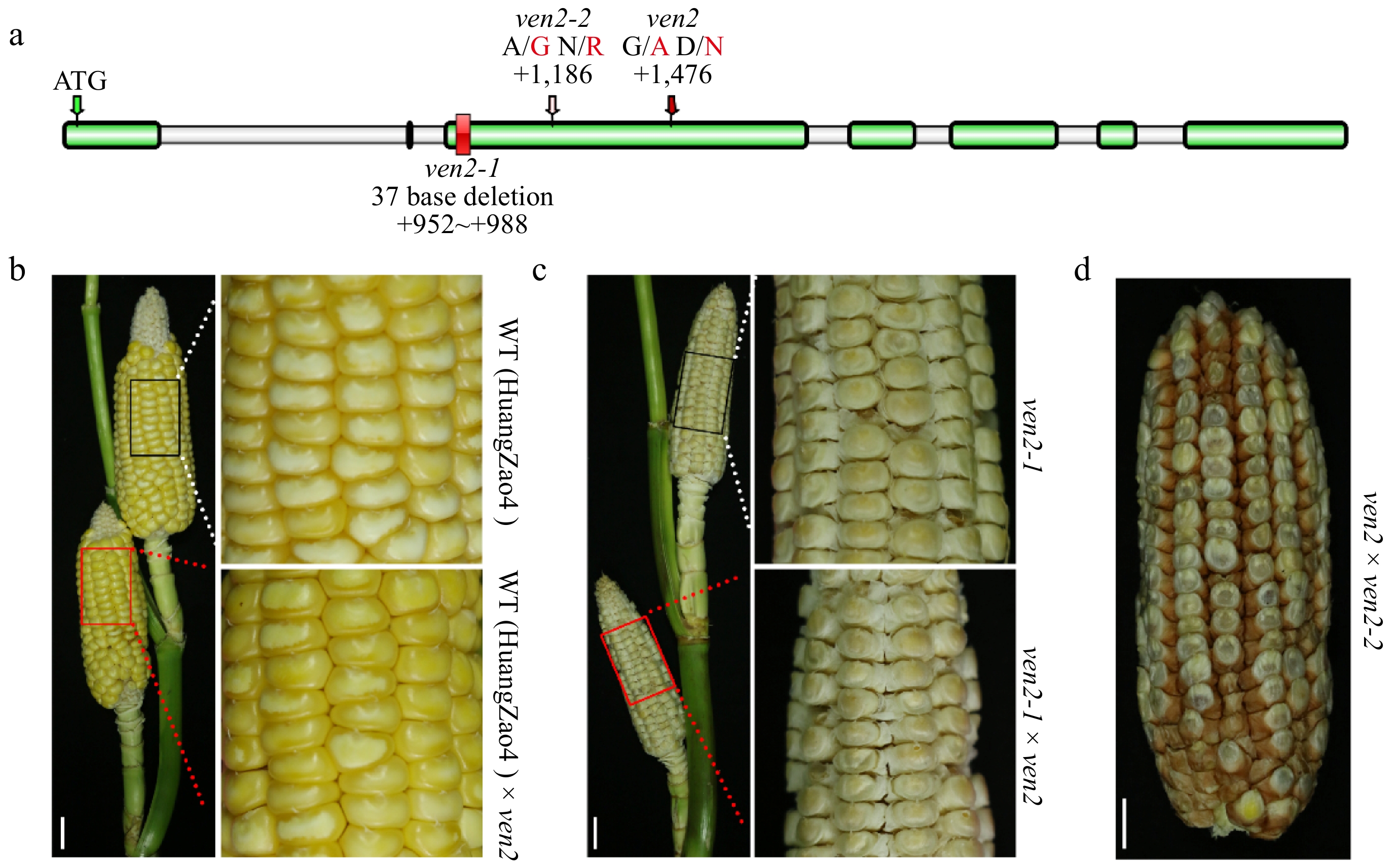 Sucrose signaling regulates storage protein synthesis in maize endosperm