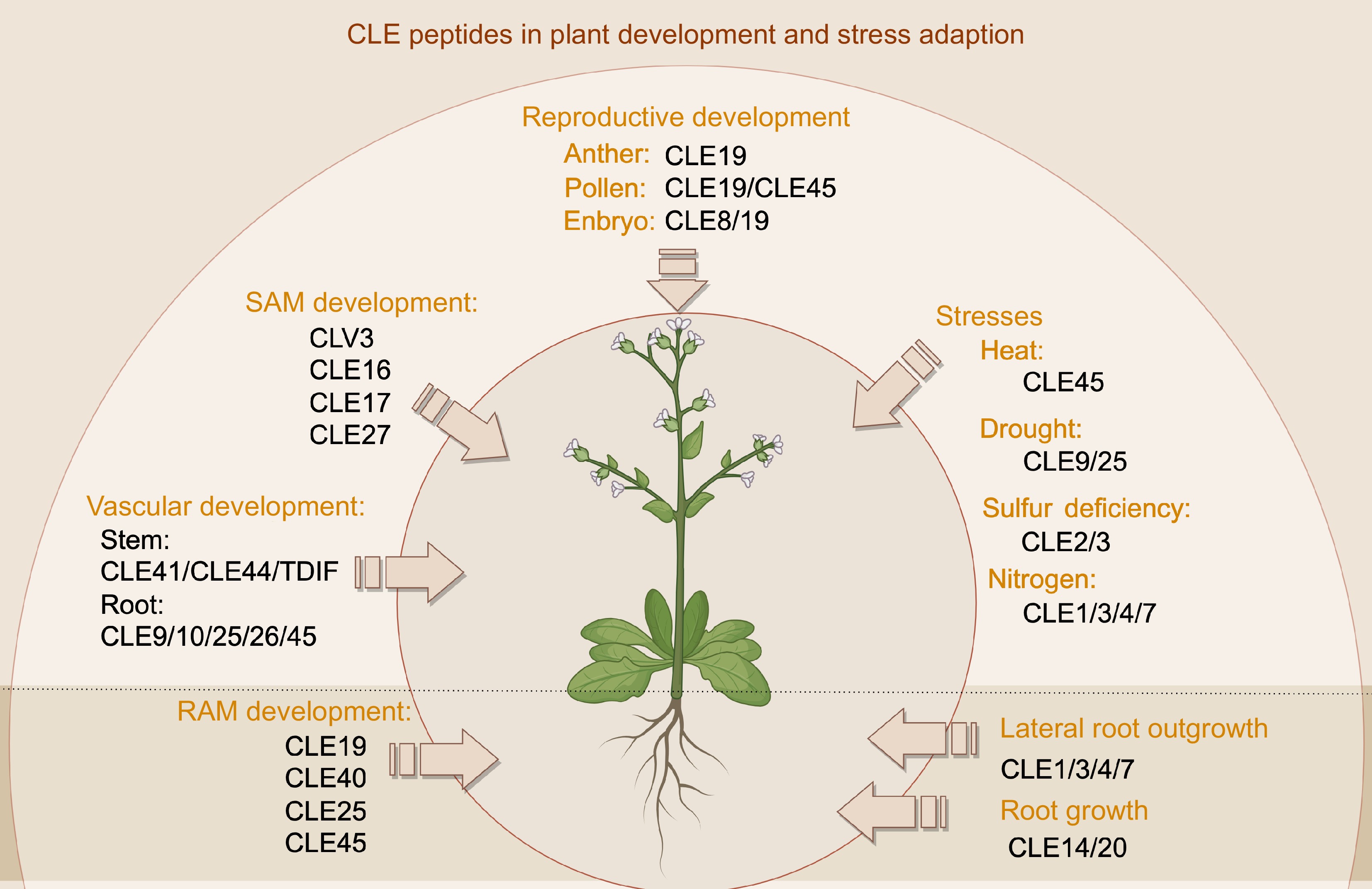 CLE peptides key regulators of plant development and stress adaption