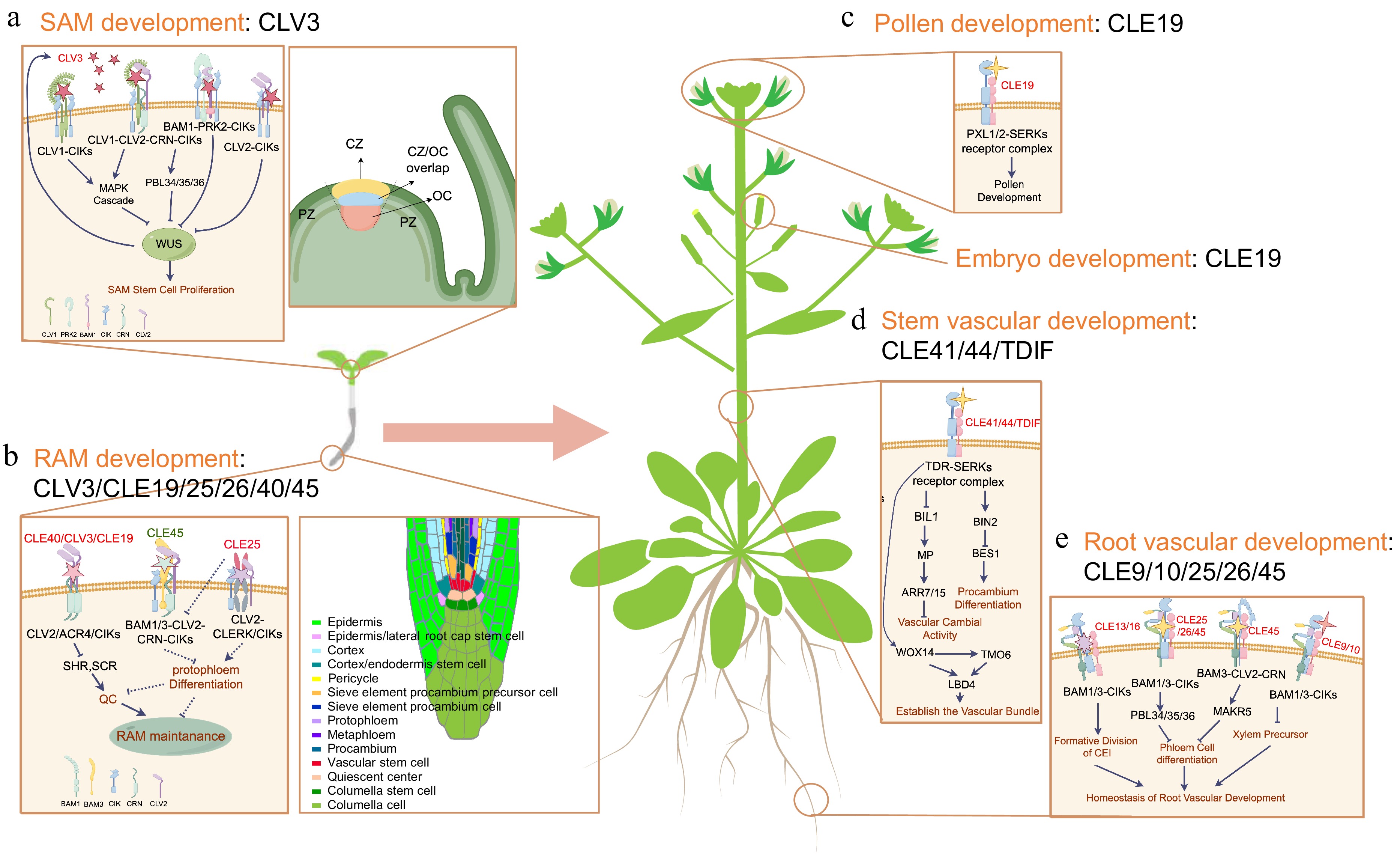 CLE peptides key regulators of plant development and stress adaption