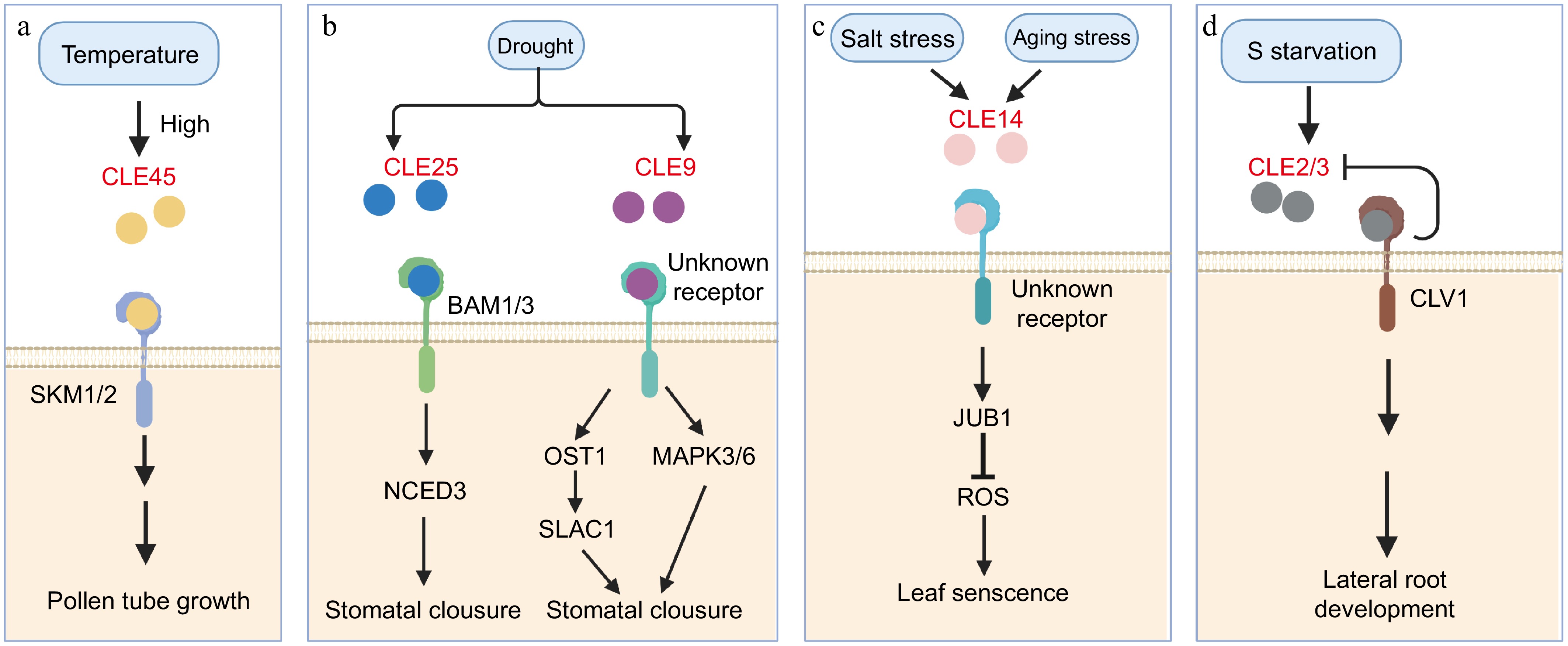 CLE peptides key regulators of plant development and stress adaption