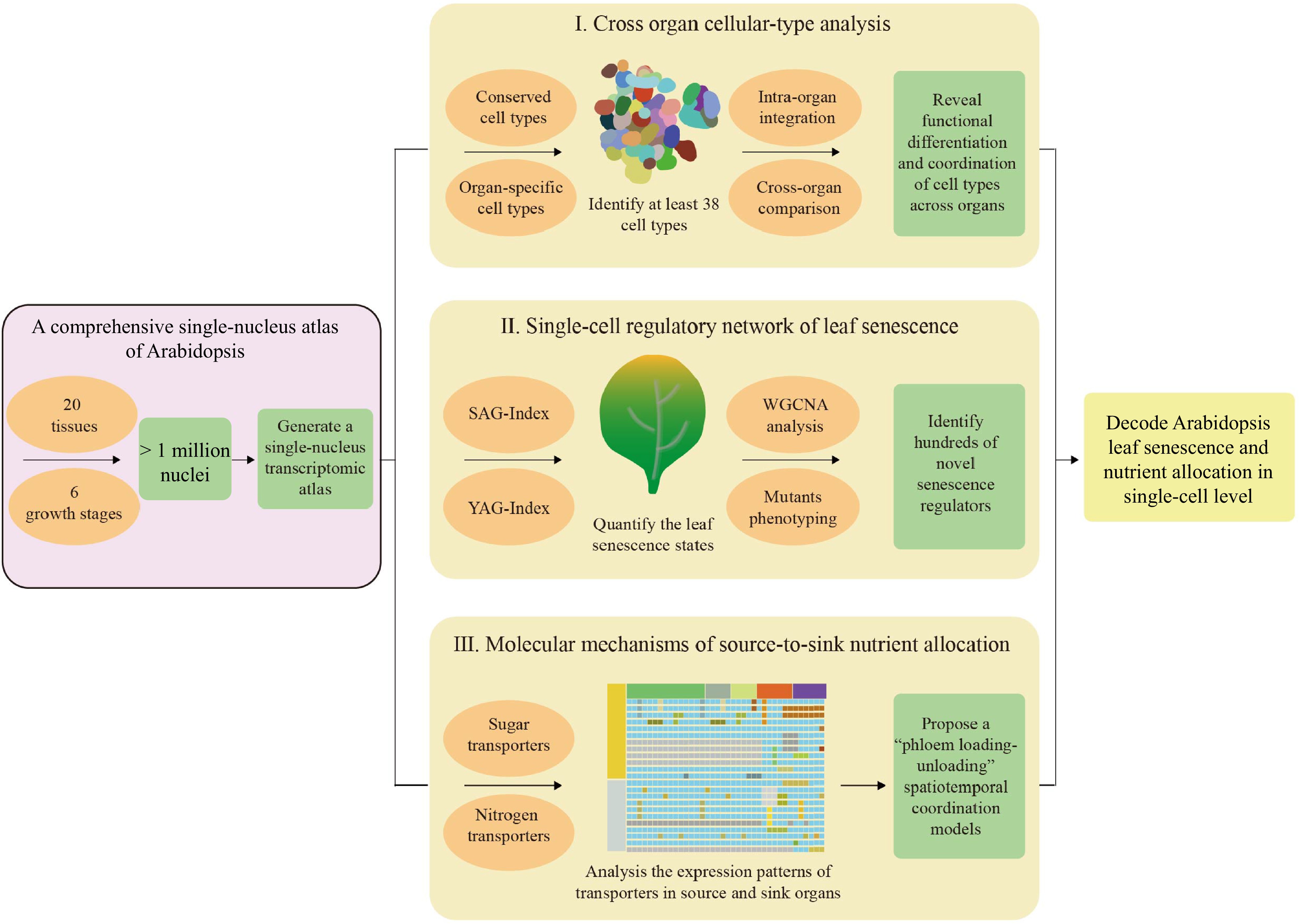 Decoding the cellular symphony of leaf senescence and nutrient allocation