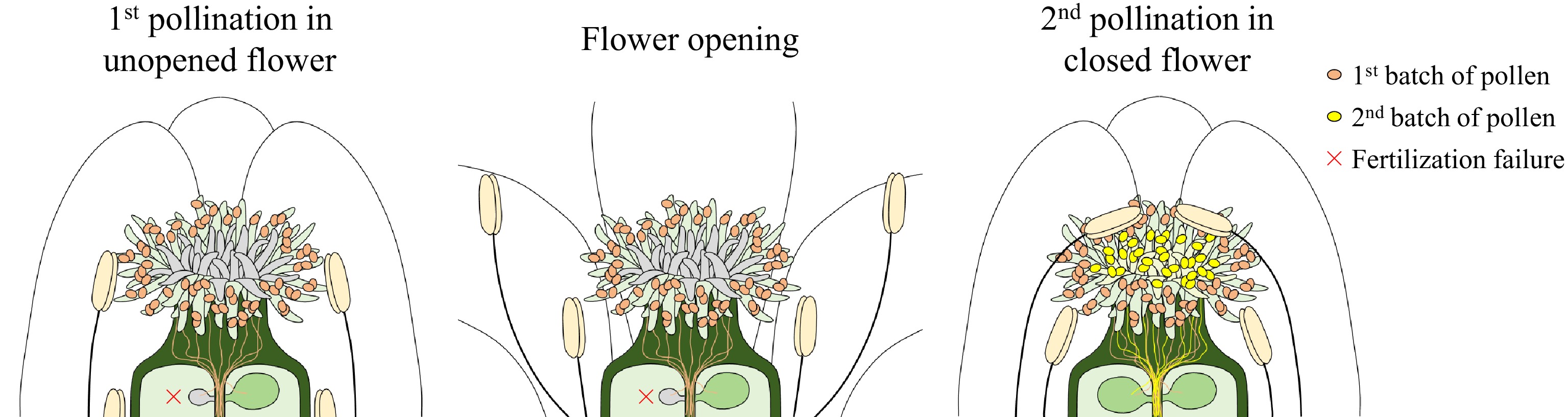 A two-step dance maximizing fertility through sequential self ...