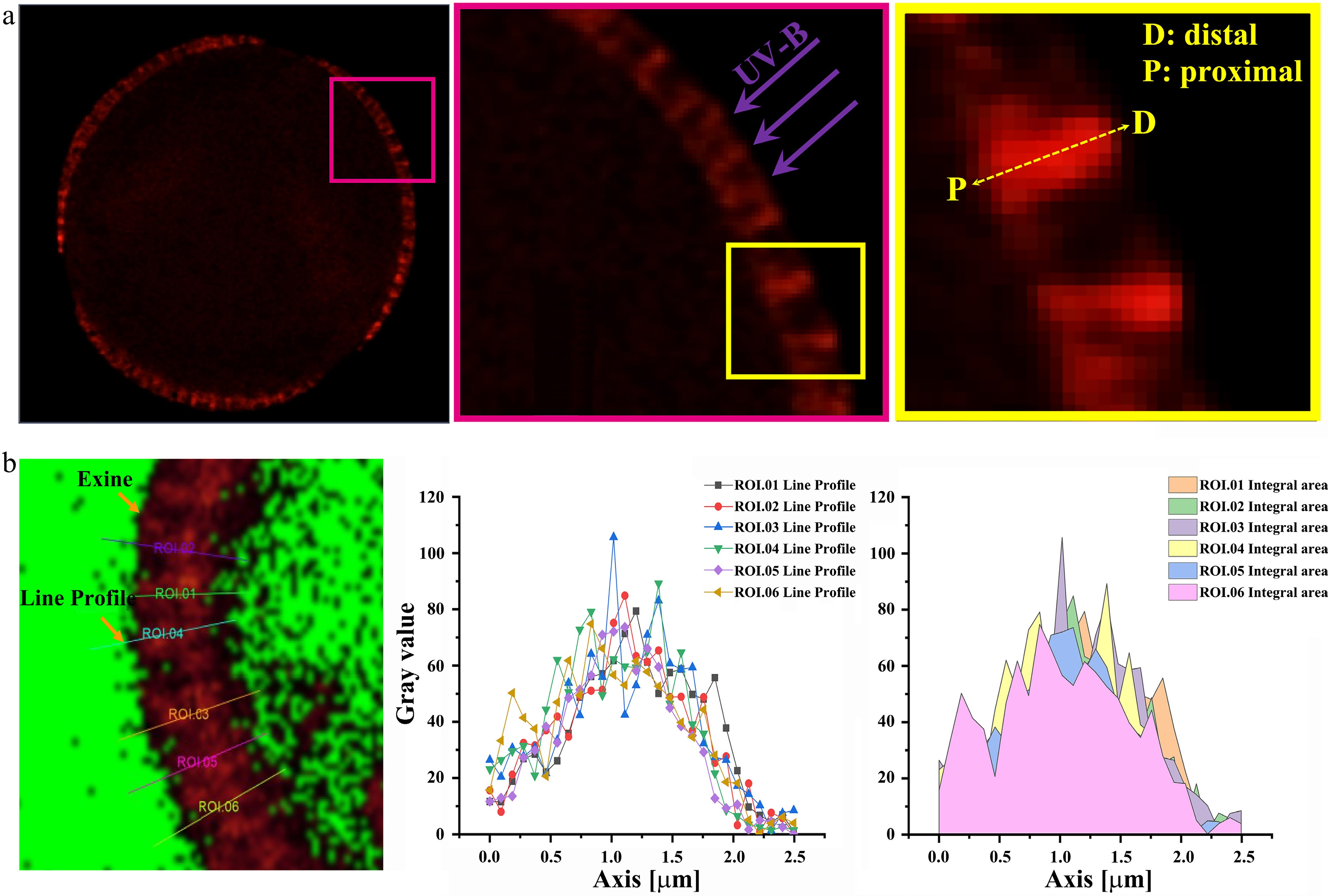 Integral of Sporopollenin Autofluorescence Intensity (ISAI), a novel ...