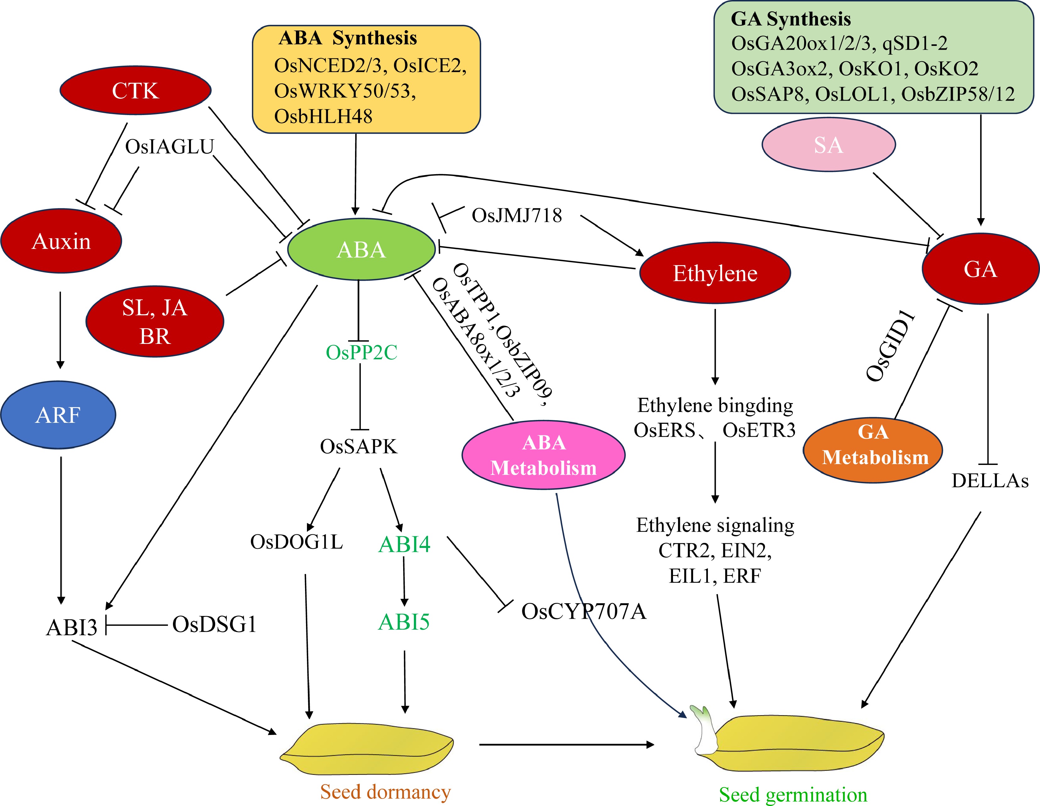 Research progress in rice seed dormancy and germination regulated by ...