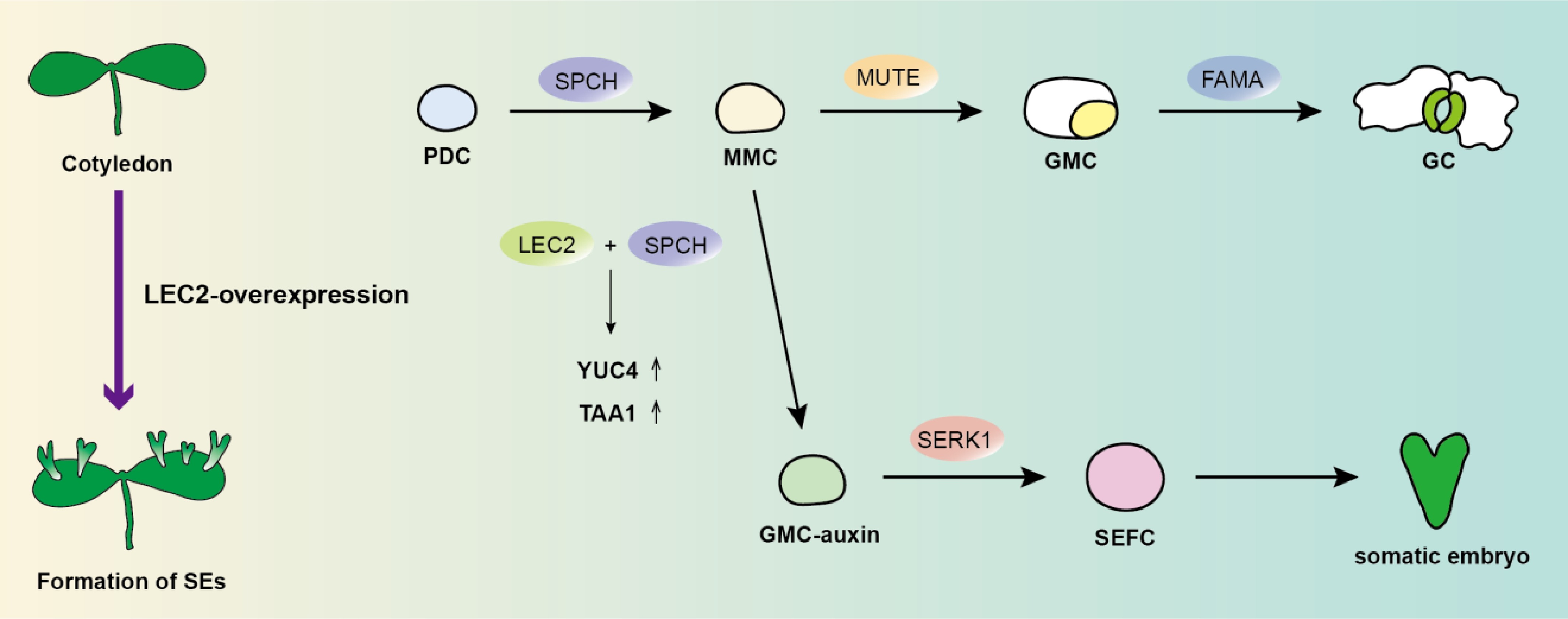 From stomatal lineage to totipotent embryo a direct path revealed by ...