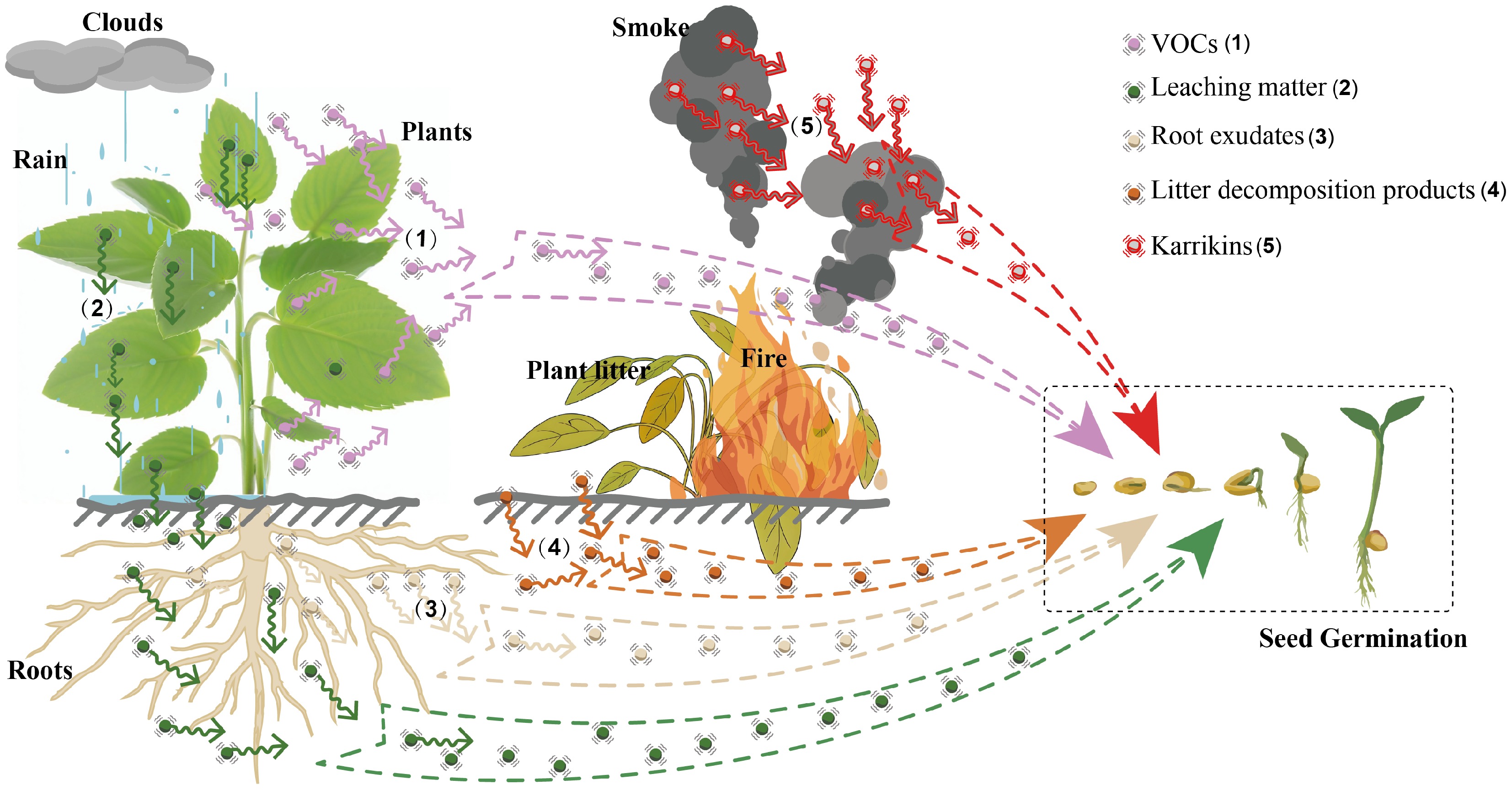 Effects of allelochemicals from plants on seed germination