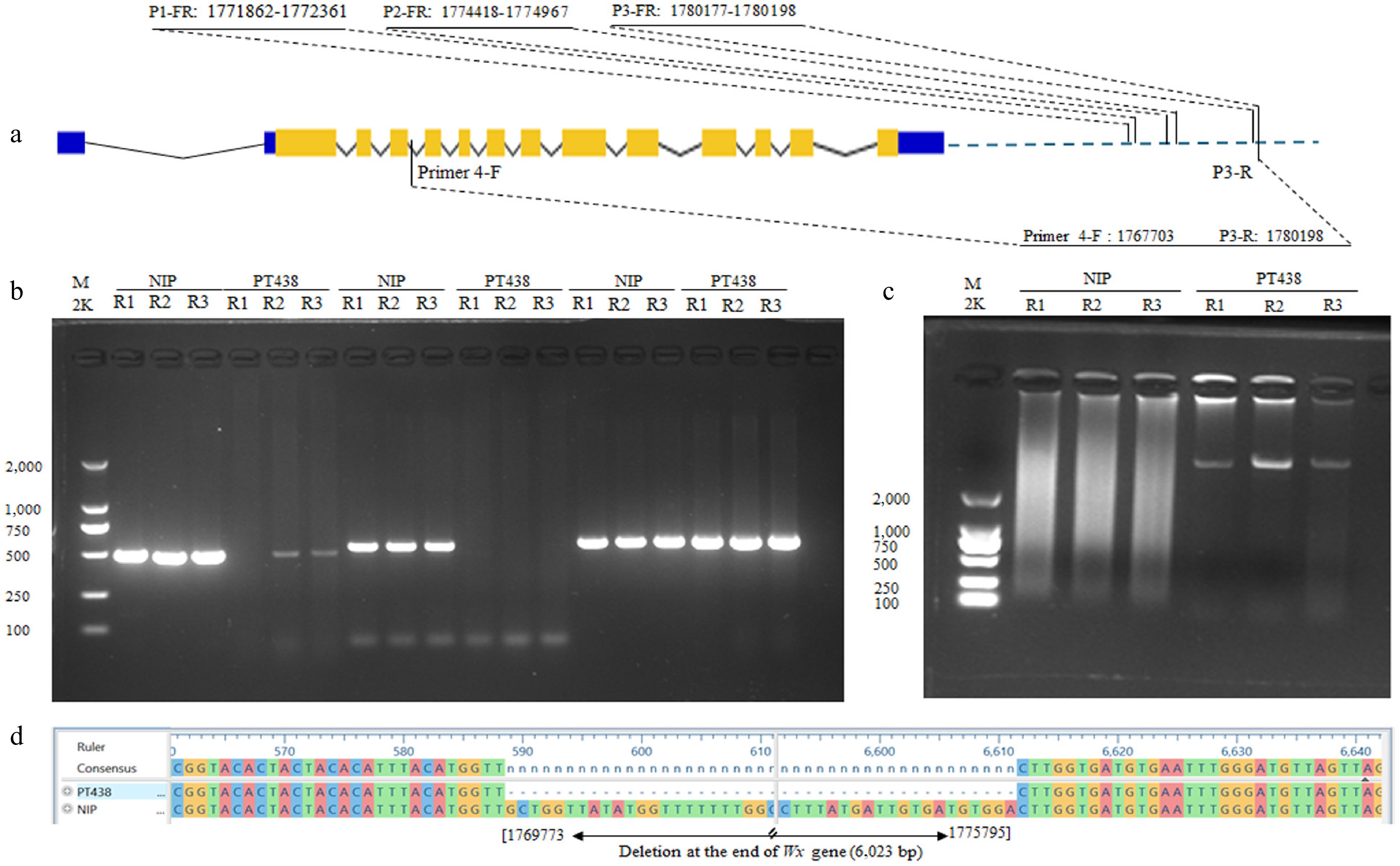 Amylose variation reveals a novel null wx allele in Malaysian rice