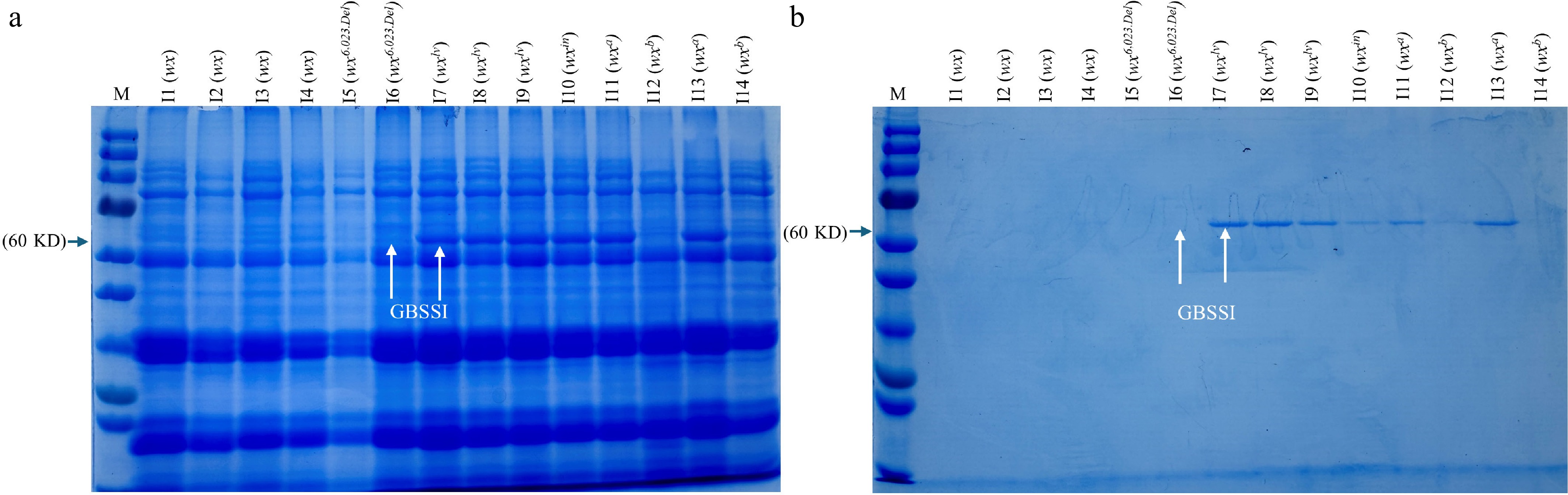 Amylose variation reveals a novel null wx allele in Malaysian rice