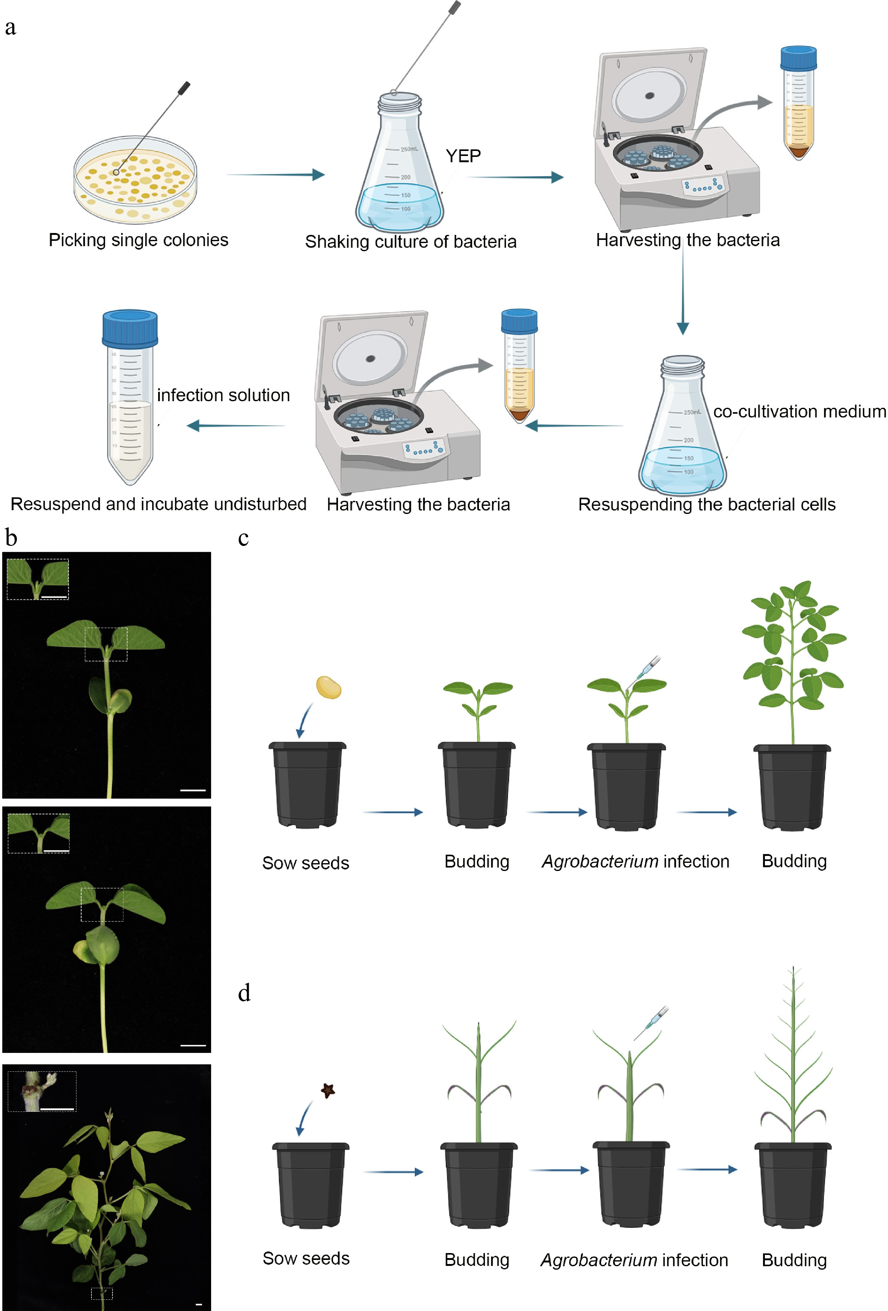 A rapid and efficient plant genetic transformation system based on ...