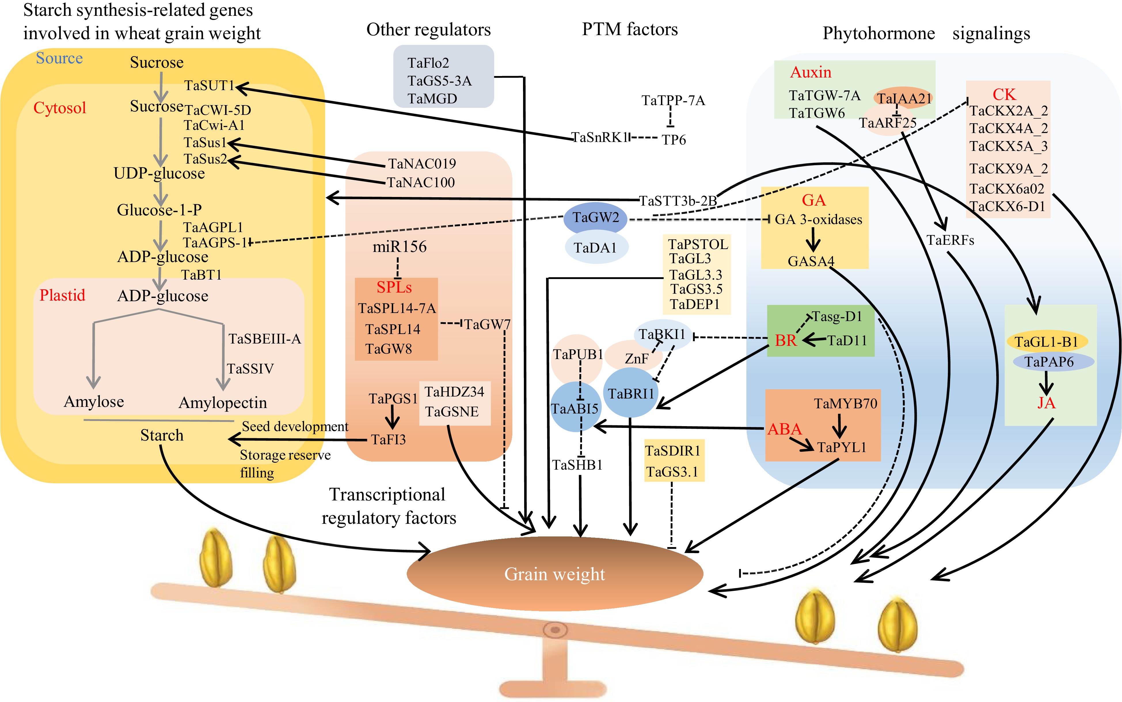 The regulation of grain weight in wheat