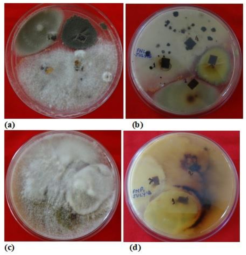 Endophytic fungal diversity of endemic carnivorous plant Nepenthes ...