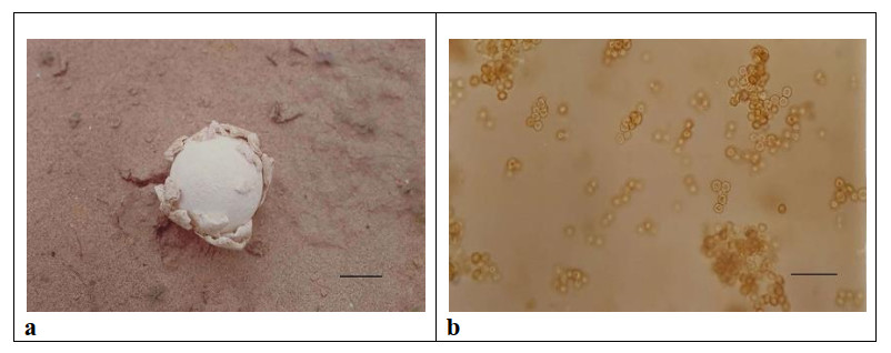 Diversity of Gasteromycetes in Rajasthan, India-I