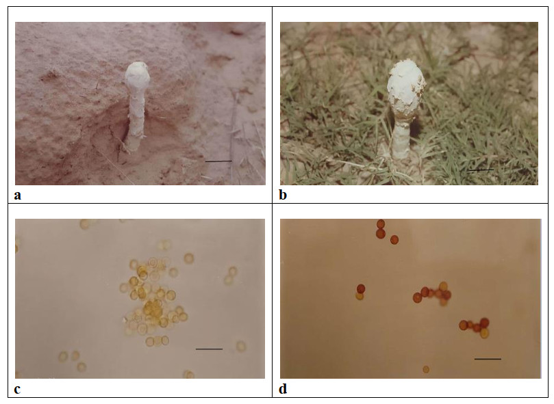 Diversity of Gasteromycetes in Rajasthan, India-I