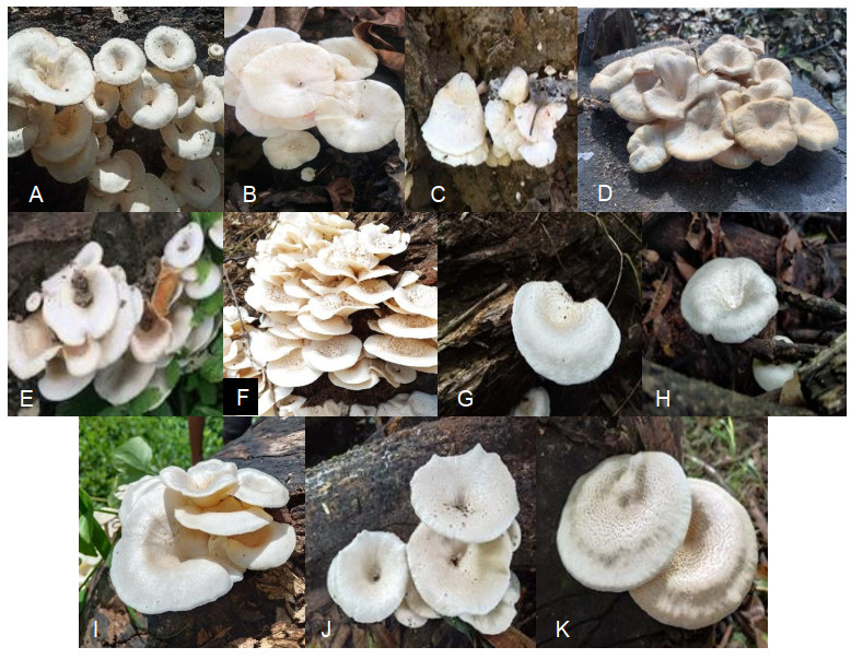 Cultivation of different strains of Lentinus tigrinus from selected ...