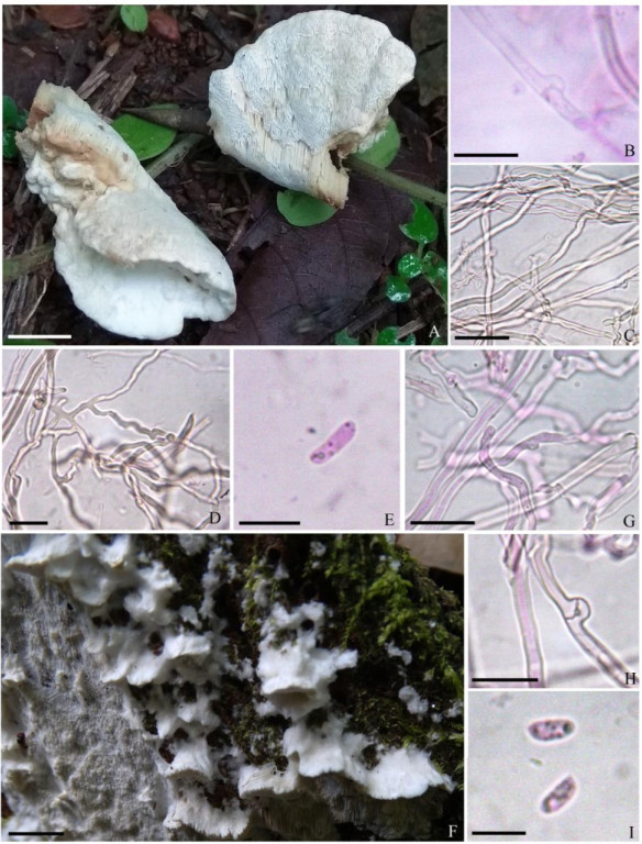 Neofomitella guangxiensis and Sebipora aquosa newly recorded white rot ...
