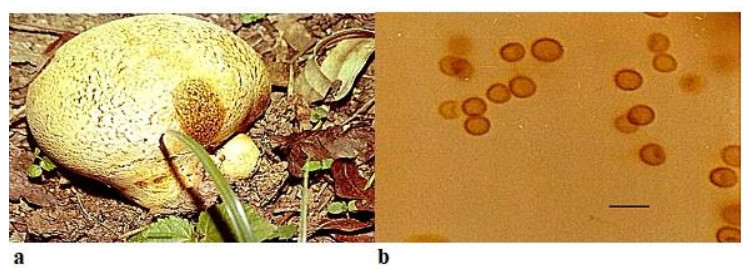 Diversity of Gasteromycetes in Rajasthan, India-Ⅱ
