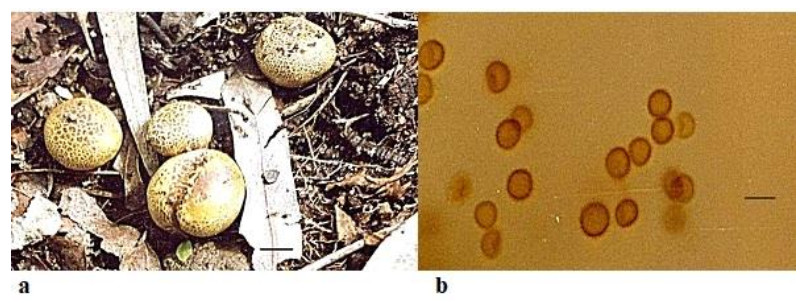 Diversity of Gasteromycetes in Rajasthan, India-Ⅱ