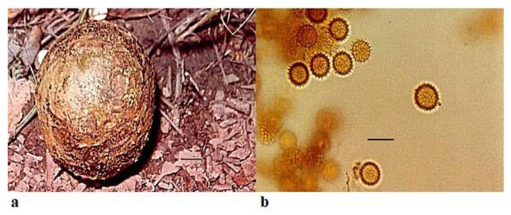 Diversity of Gasteromycetes in Rajasthan, India-Ⅱ