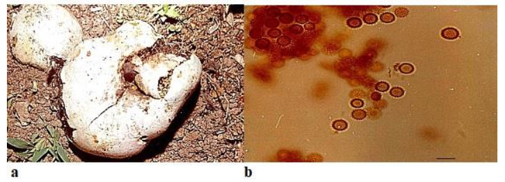 Diversity of Gasteromycetes in Rajasthan, India-Ⅱ