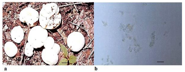 Diversity of Gasteromycetes in Rajasthan, India-Ⅱ