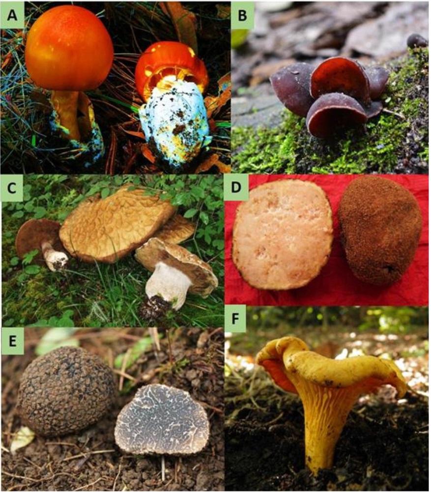 Global perspectives on the ecological, cultural and socioeconomic ...