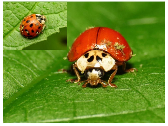 Fungi and insects as models of extraordinary symbiosis