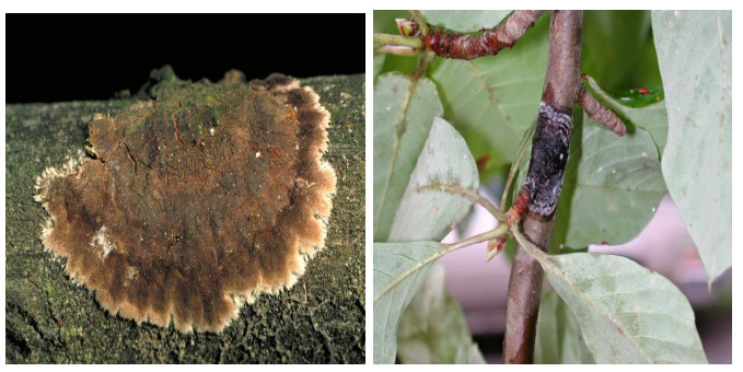 Fungi and insects as models of extraordinary symbiosis