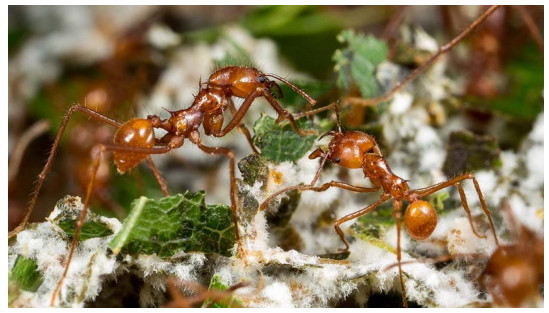 Fungi and insects as models of extraordinary symbiosis