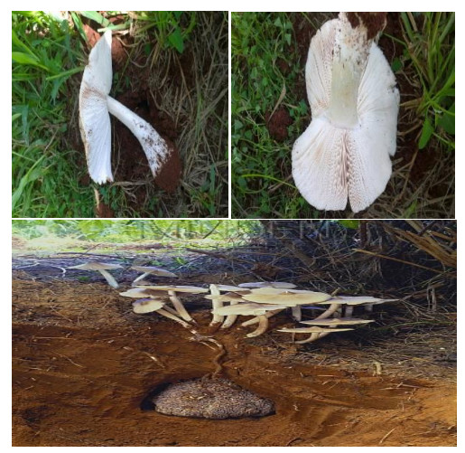 Fungi and insects as models of extraordinary symbiosis