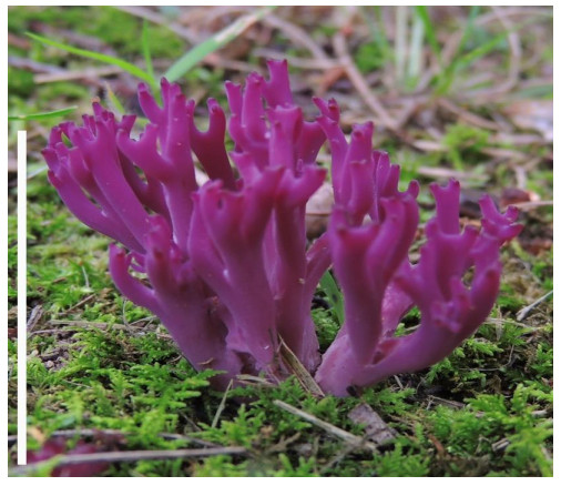 The coral mushrooms Ramaria and Clavaria