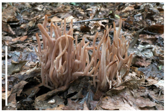 The coral mushrooms Ramaria and Clavaria