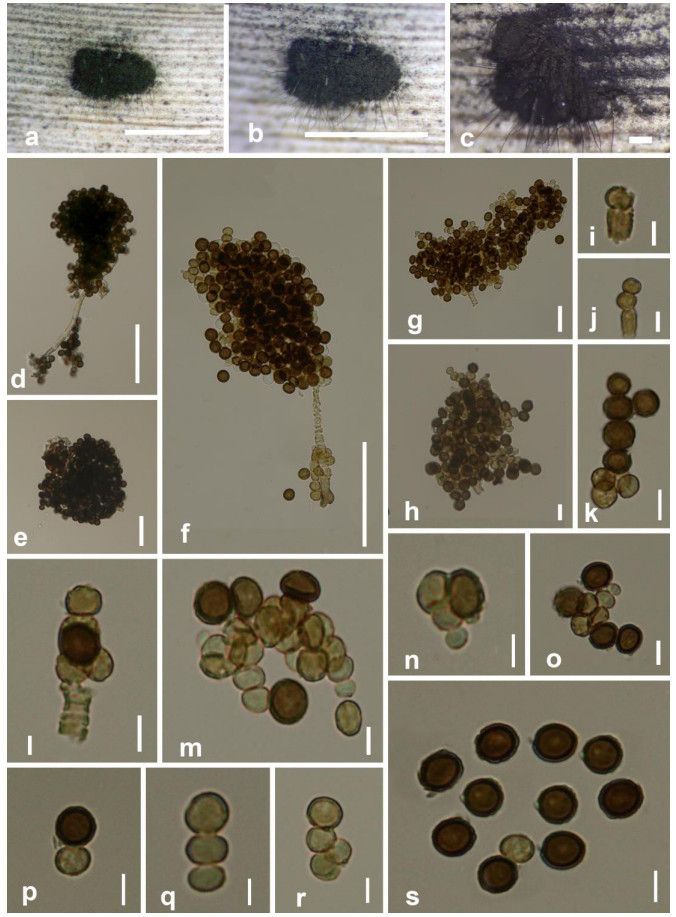 New host and geographic records of five pleosporalean hyphomycetes ...