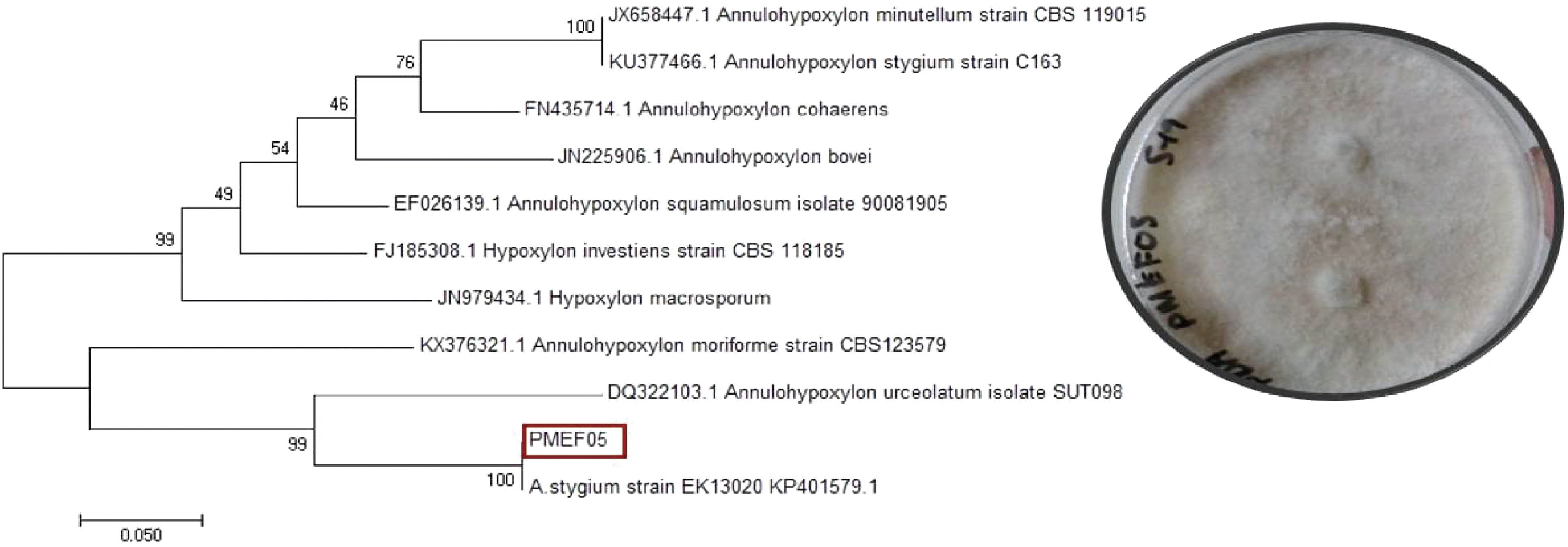 Annulohypoxylon stygium , a Pandanus simplex- associated fungal ...