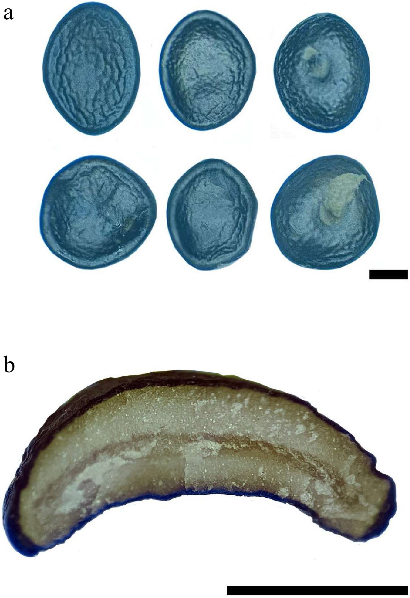 Molecular phylogeny and morphology reveal a new wood-rotting fungal ...