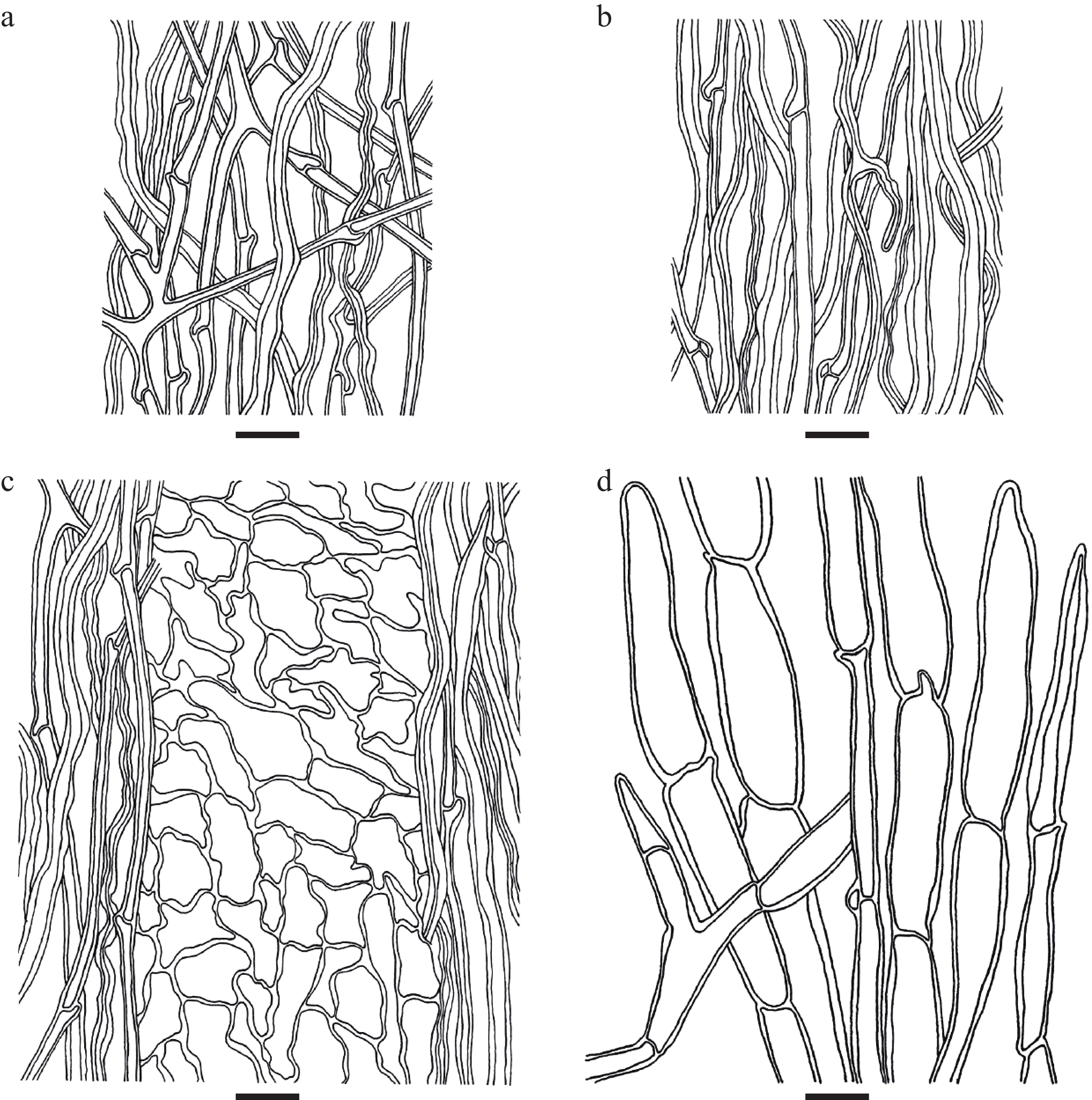 Molecular phylogeny and morphology reveal a new wood-rotting fungal ...
