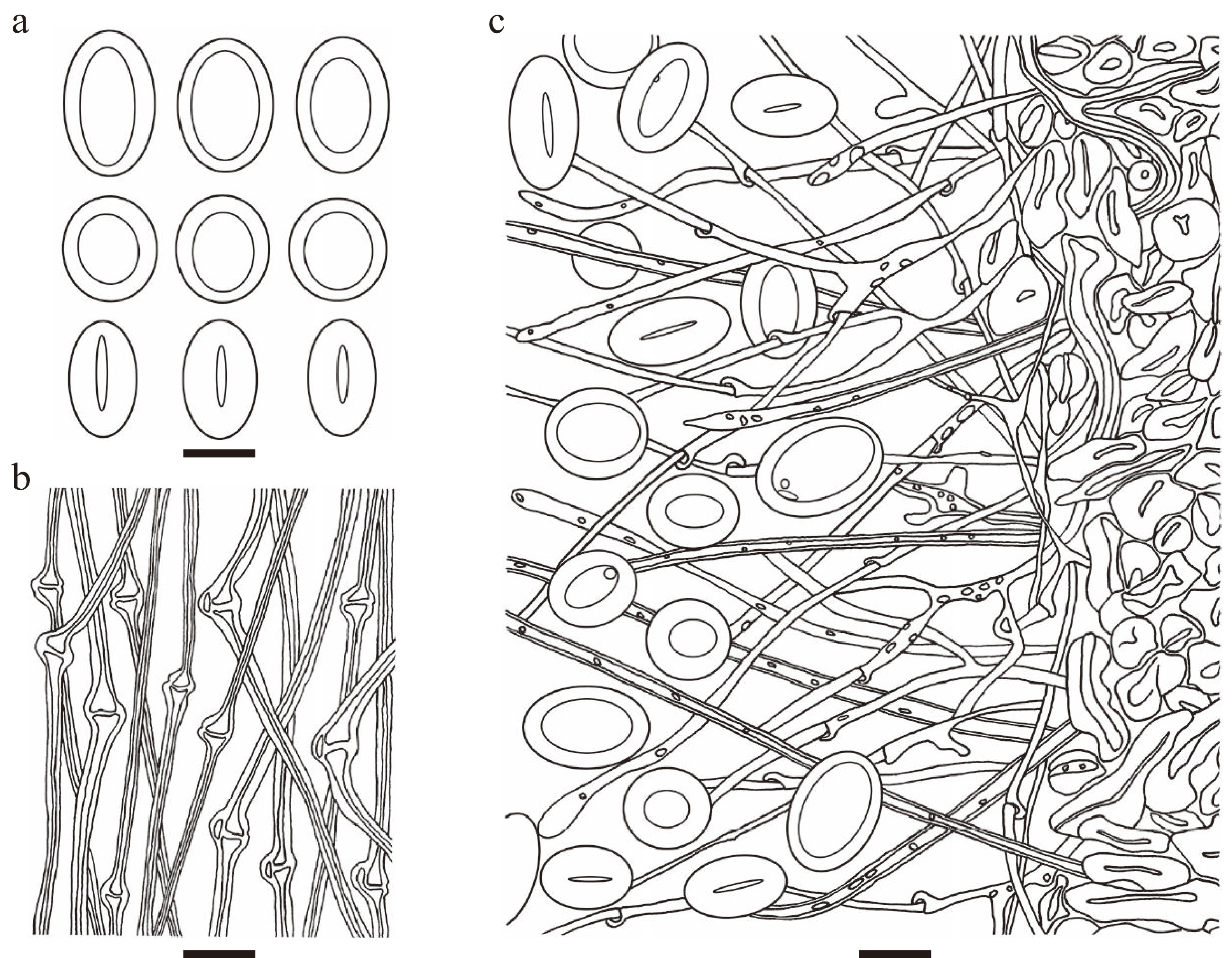 Molecular phylogeny and morphology reveal a new wood-rotting fungal ...