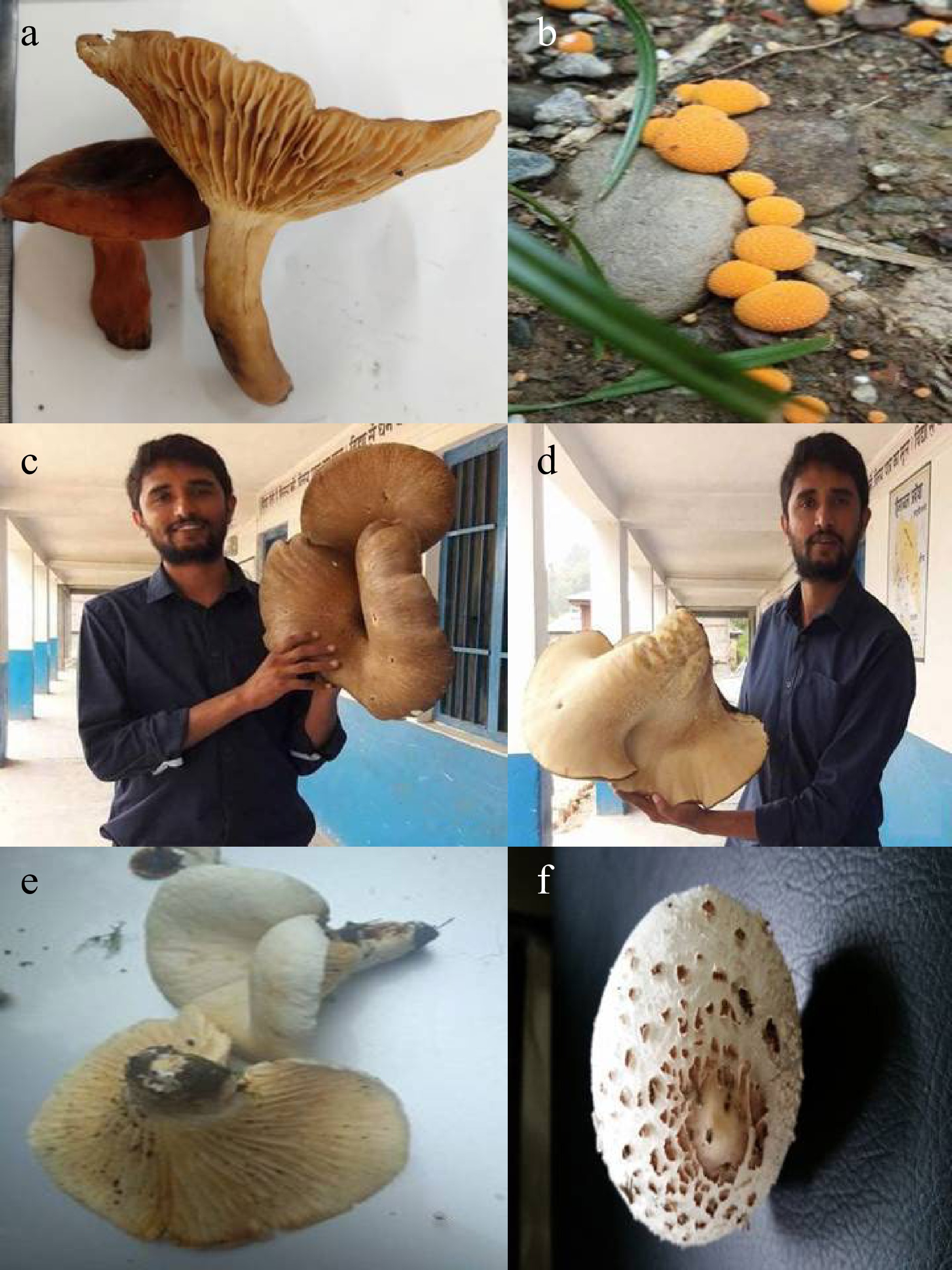 Traditional knowledge of the wild edible mushrooms of Himachal Pradesh