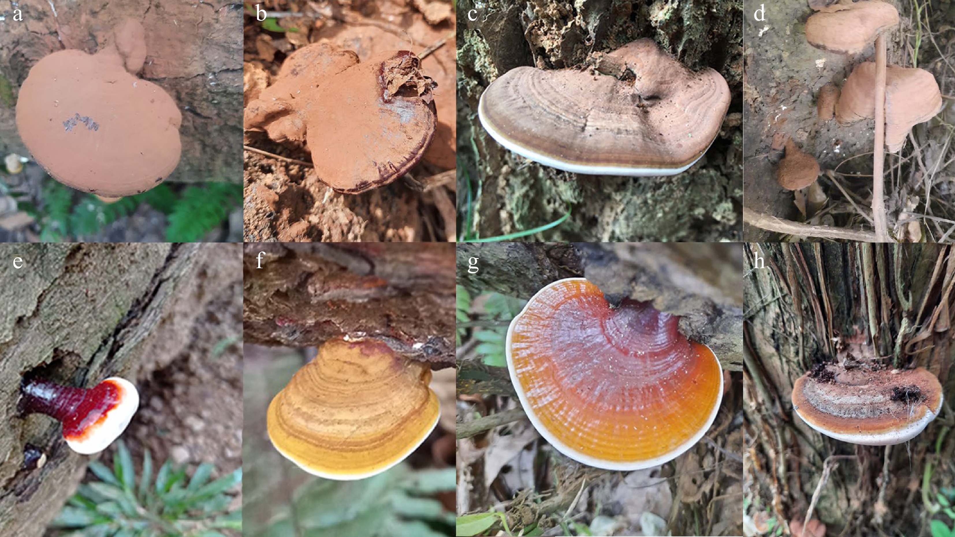 Ganoderma (Ganodermataceae, Polyporales) Historical perspectives ...