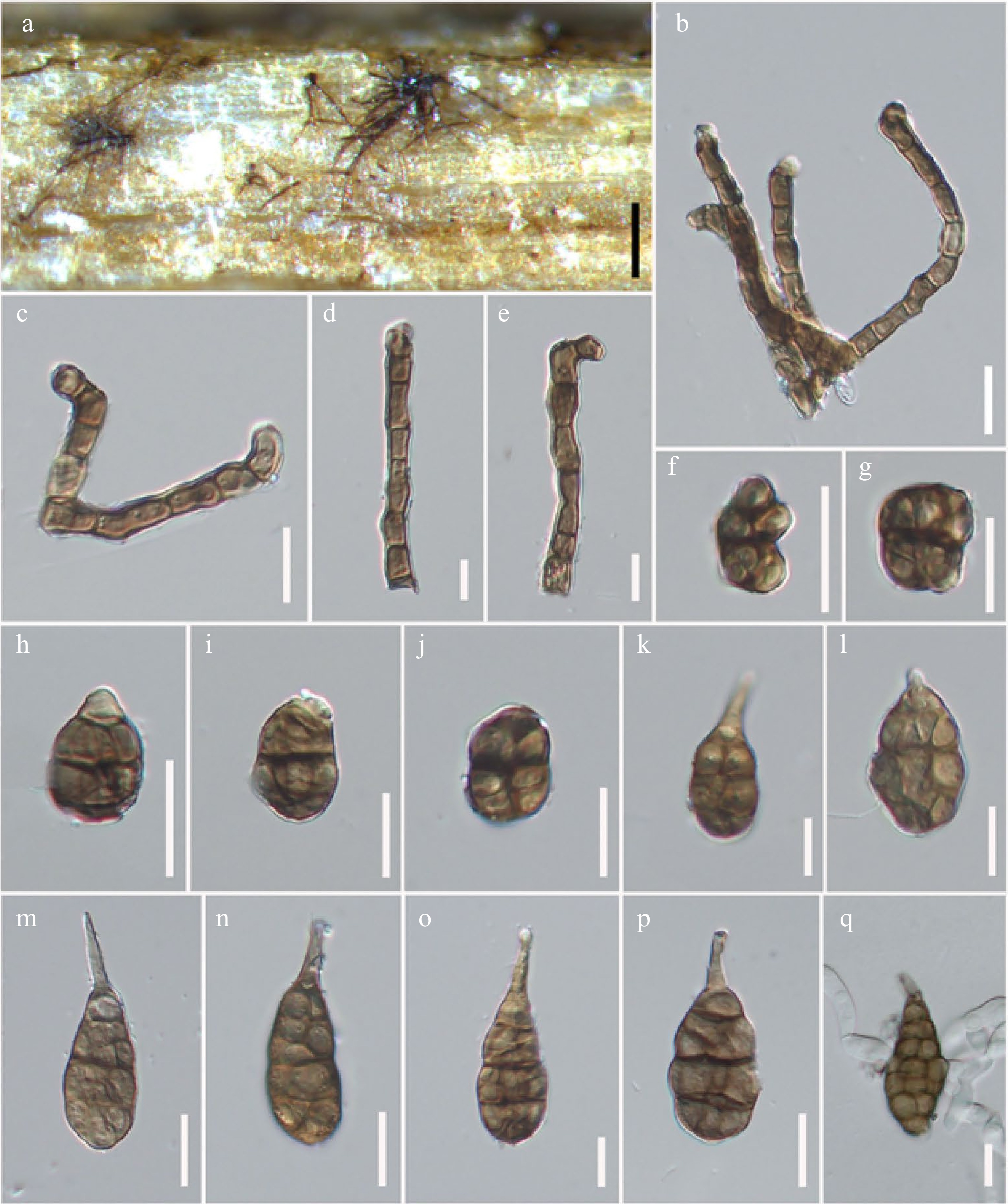 Alternaria update on species limits, evolution, multi-locus phylogeny ...