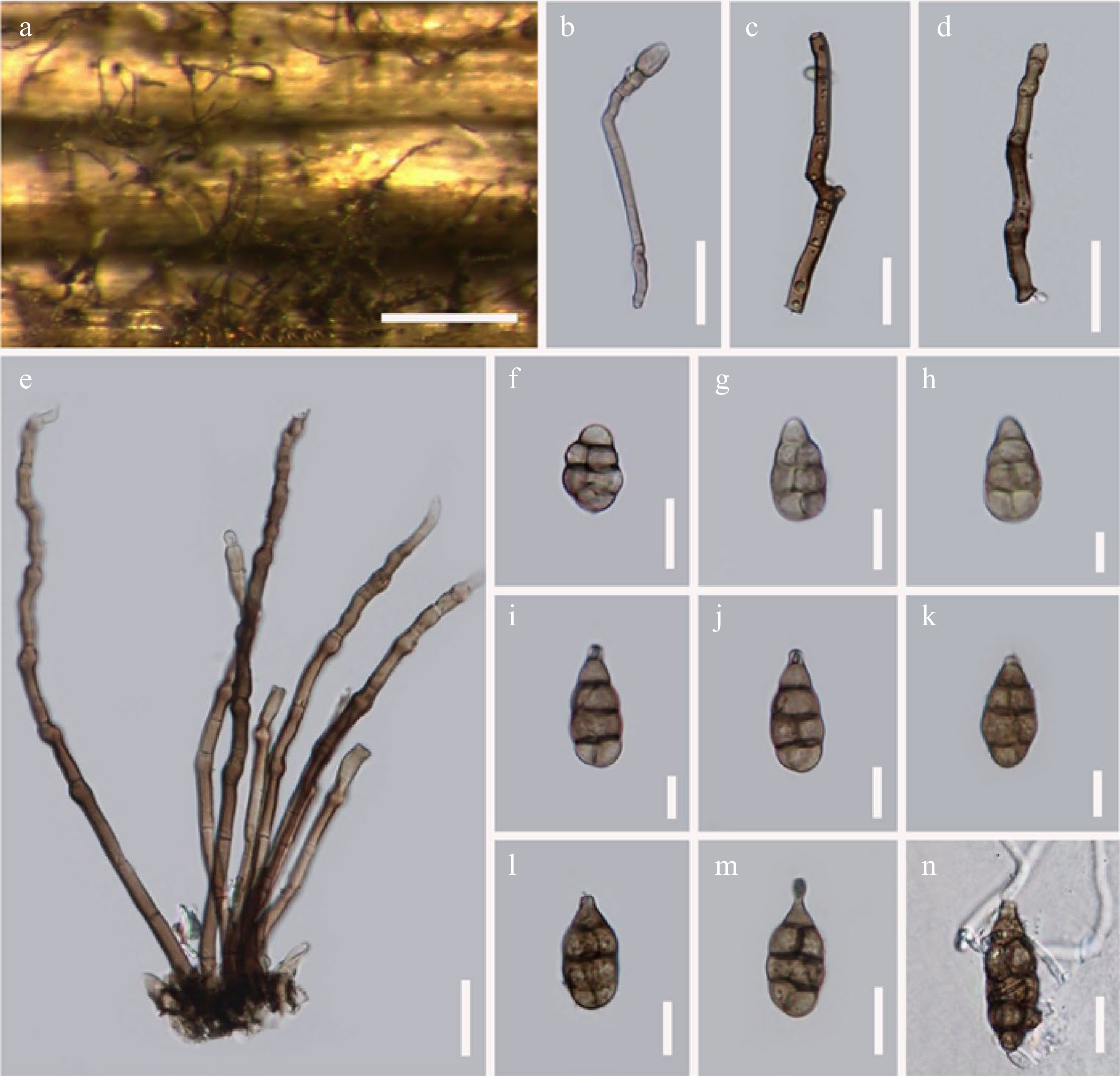 Alternaria update on species limits, evolution, multi-locus phylogeny ...