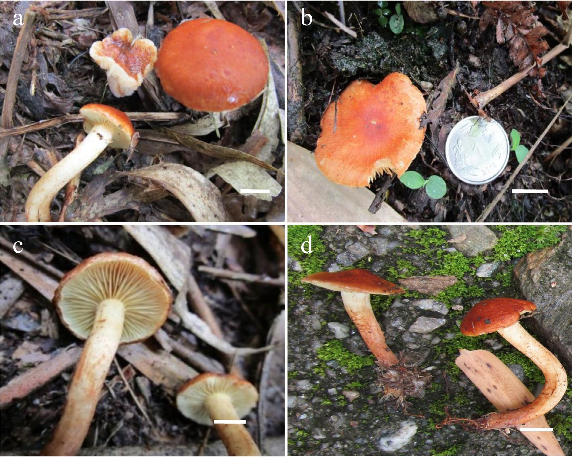 New record of Pholiota multicingulata (Strophariaceae) from India based ...