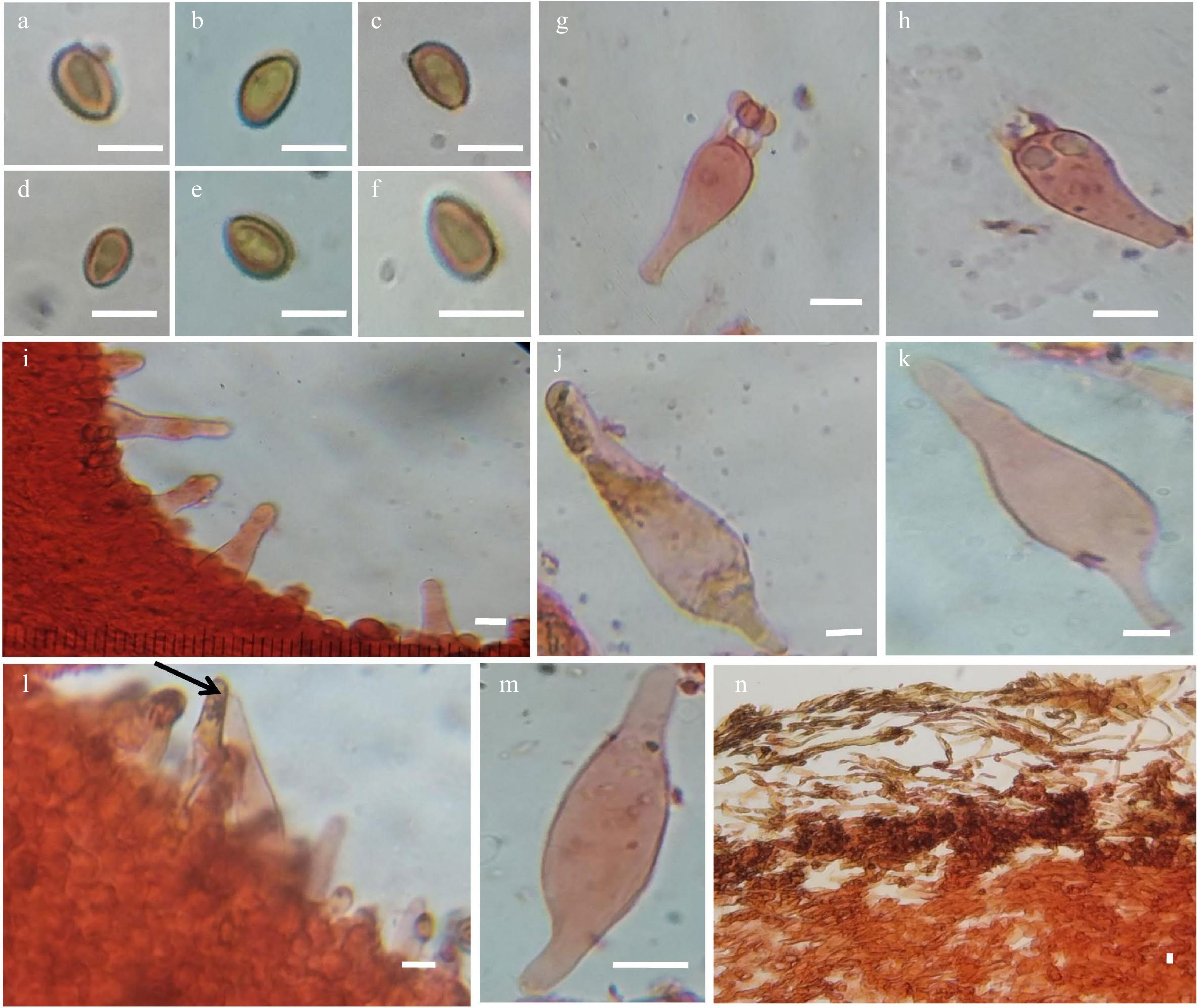 New record of Pholiota multicingulata (Strophariaceae) from India based ...