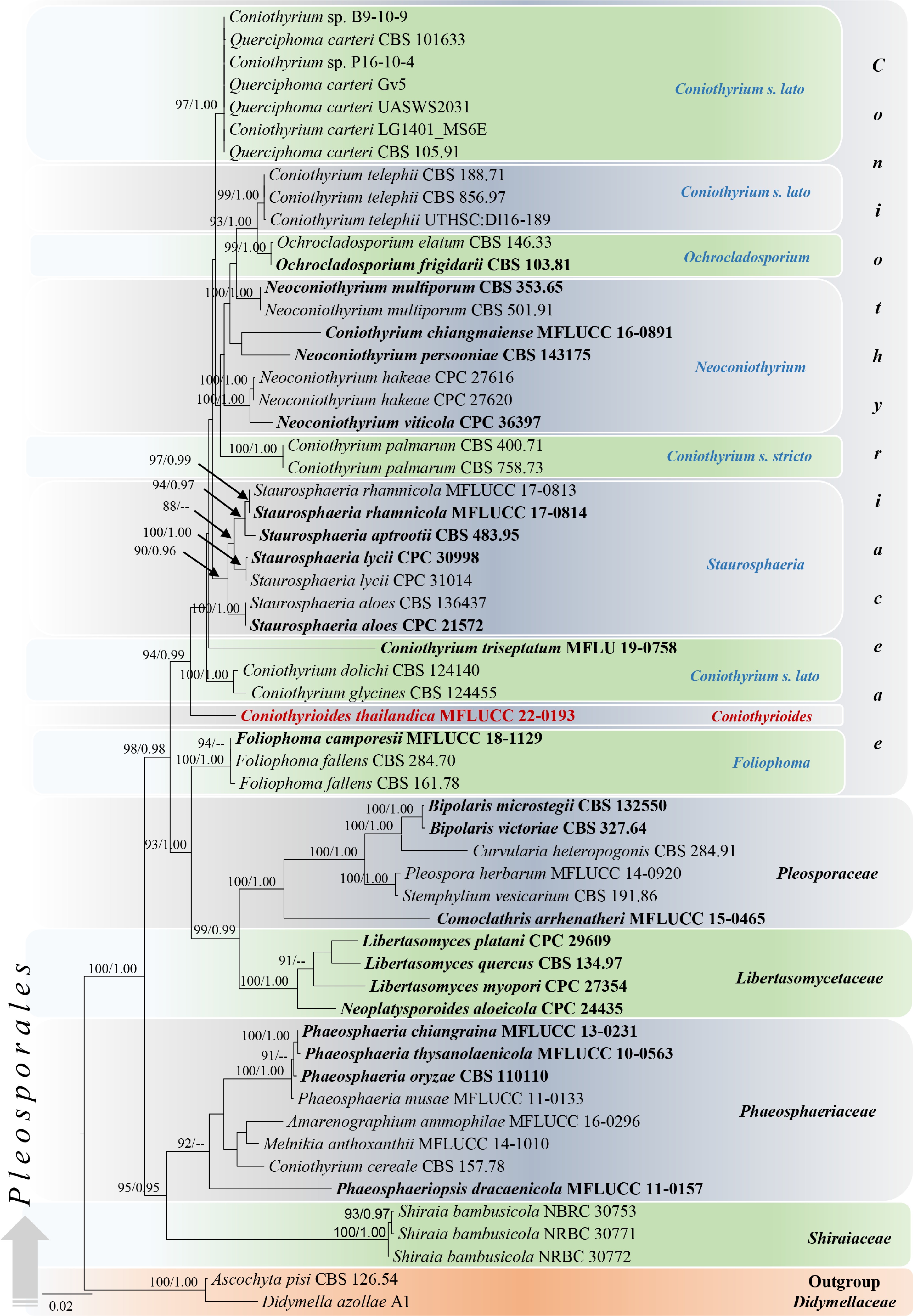 a novel coniothyrium-like genus in Coniothyriaceae ( Pleosporales ...